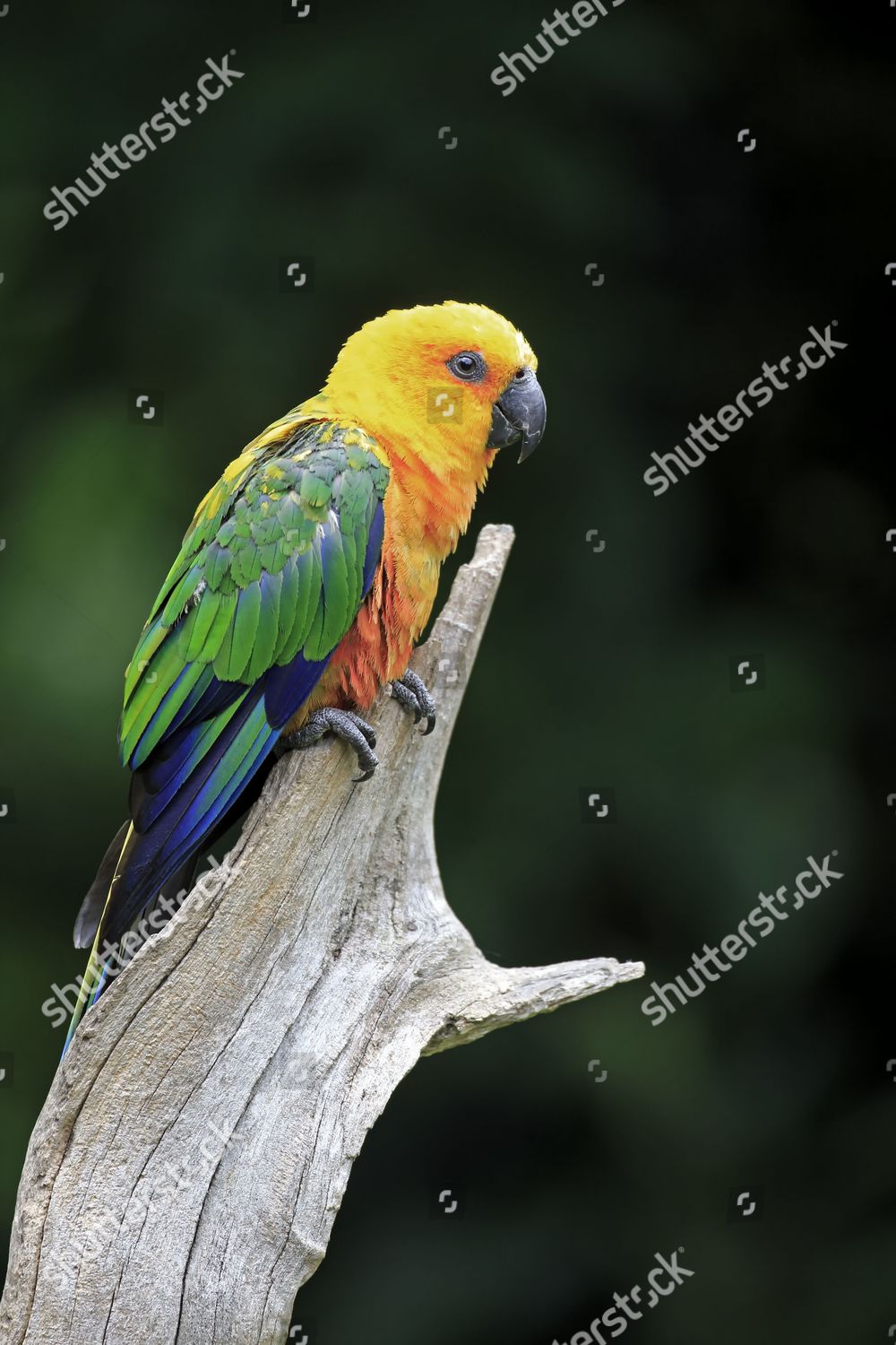 Jandaya Parakeet Aratinga Jandaya Adult Perched Editorial Stock Photo ...