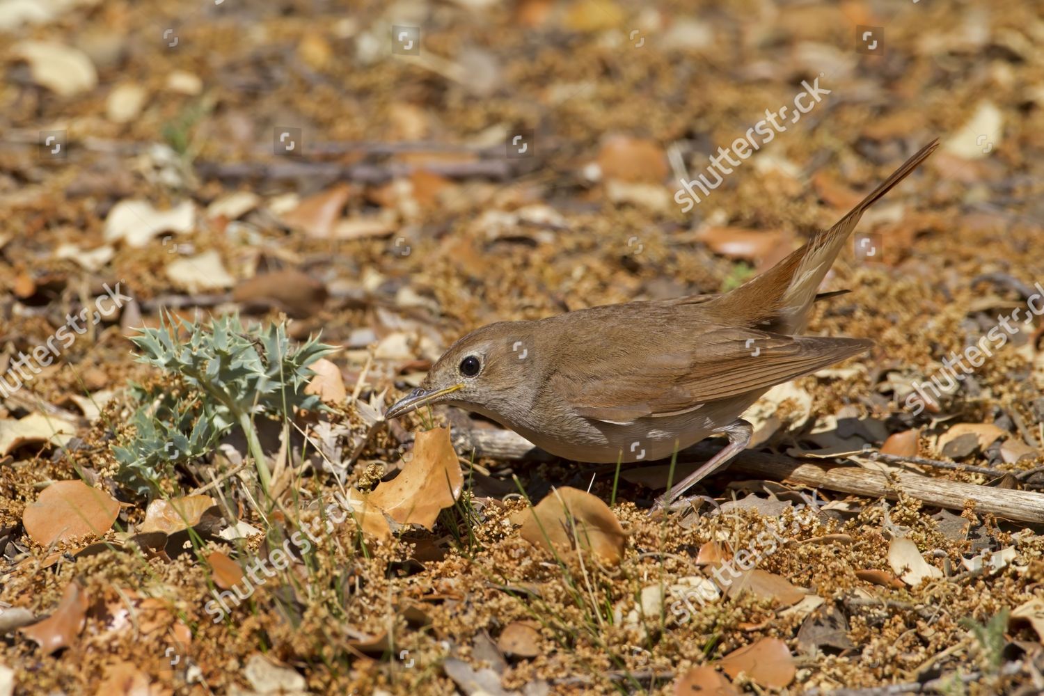 Common Nightingale Luscinia Megarhynchos Adult Feeding Editorial Stock ...