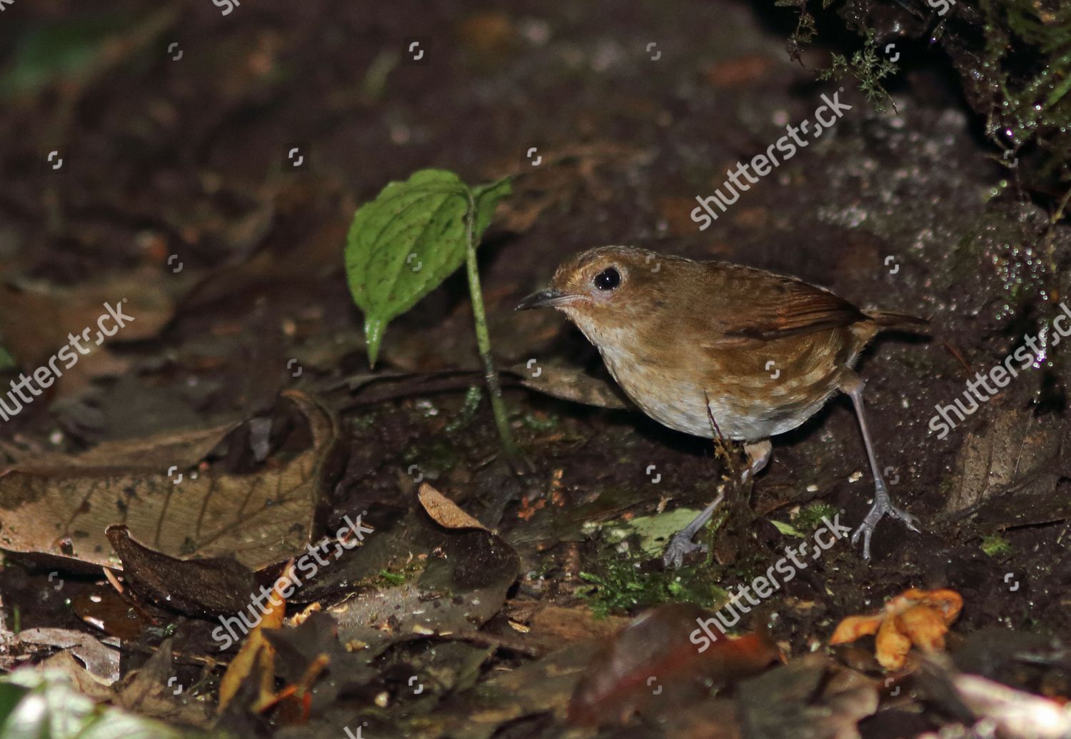 Lesser Shortwing Brachypteryx Leucophris Leucophris Adult Editorial ...