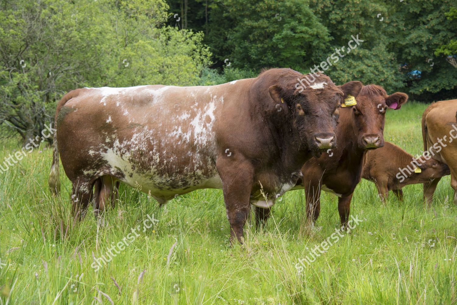 Domestic Cattle Luing Bull Cows Calf Editorial Stock Photo - Stock ...