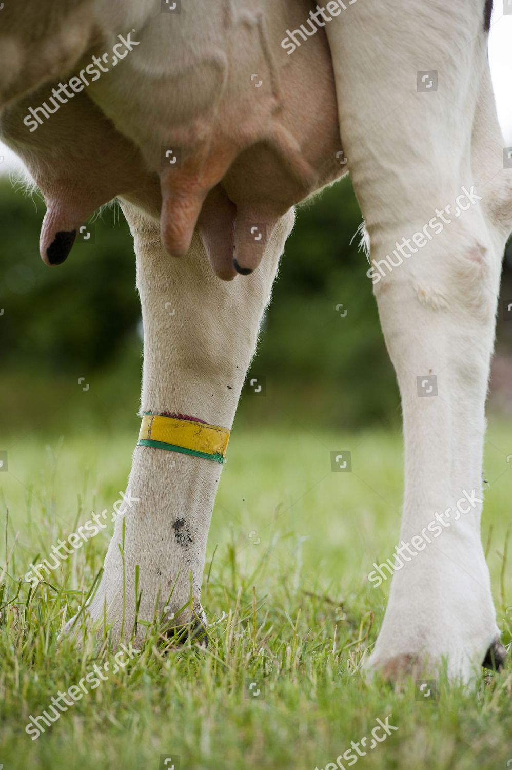 Domestic Cattle Dairy Cow Closeup Udder Editorial Stock Photo - Stock ...