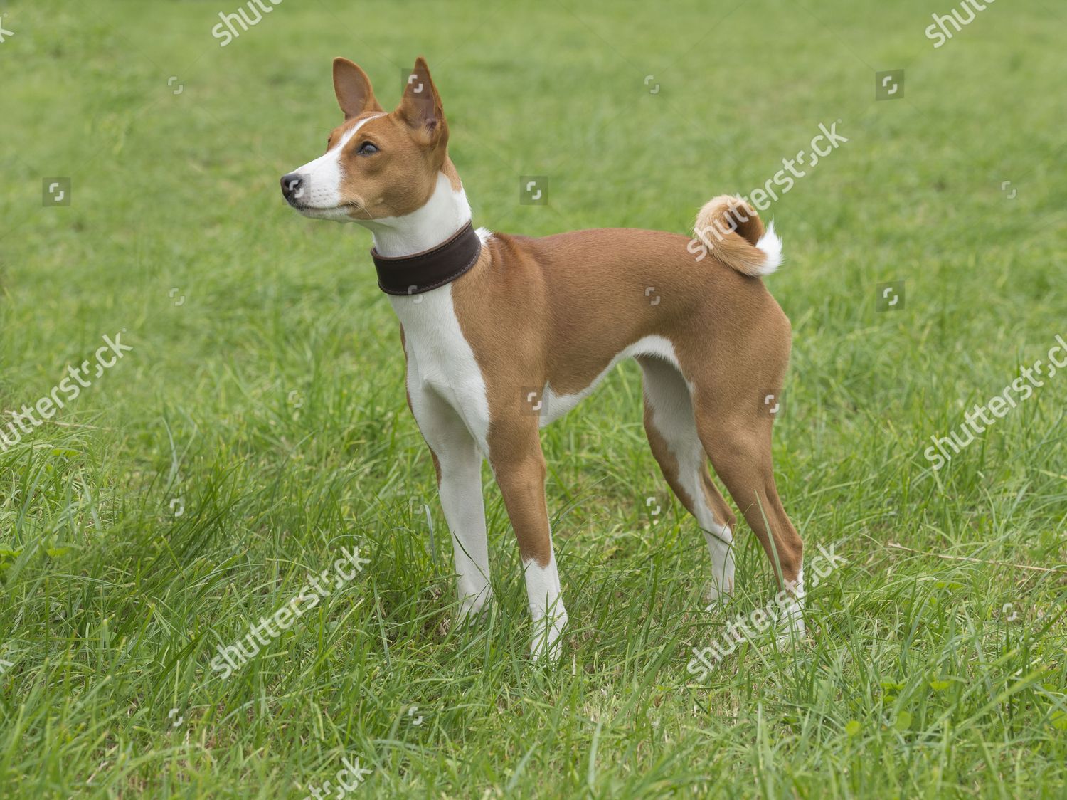 Domestic Dog Basenji Juvenile Female Ninemonths Editorial Stock Photo ...