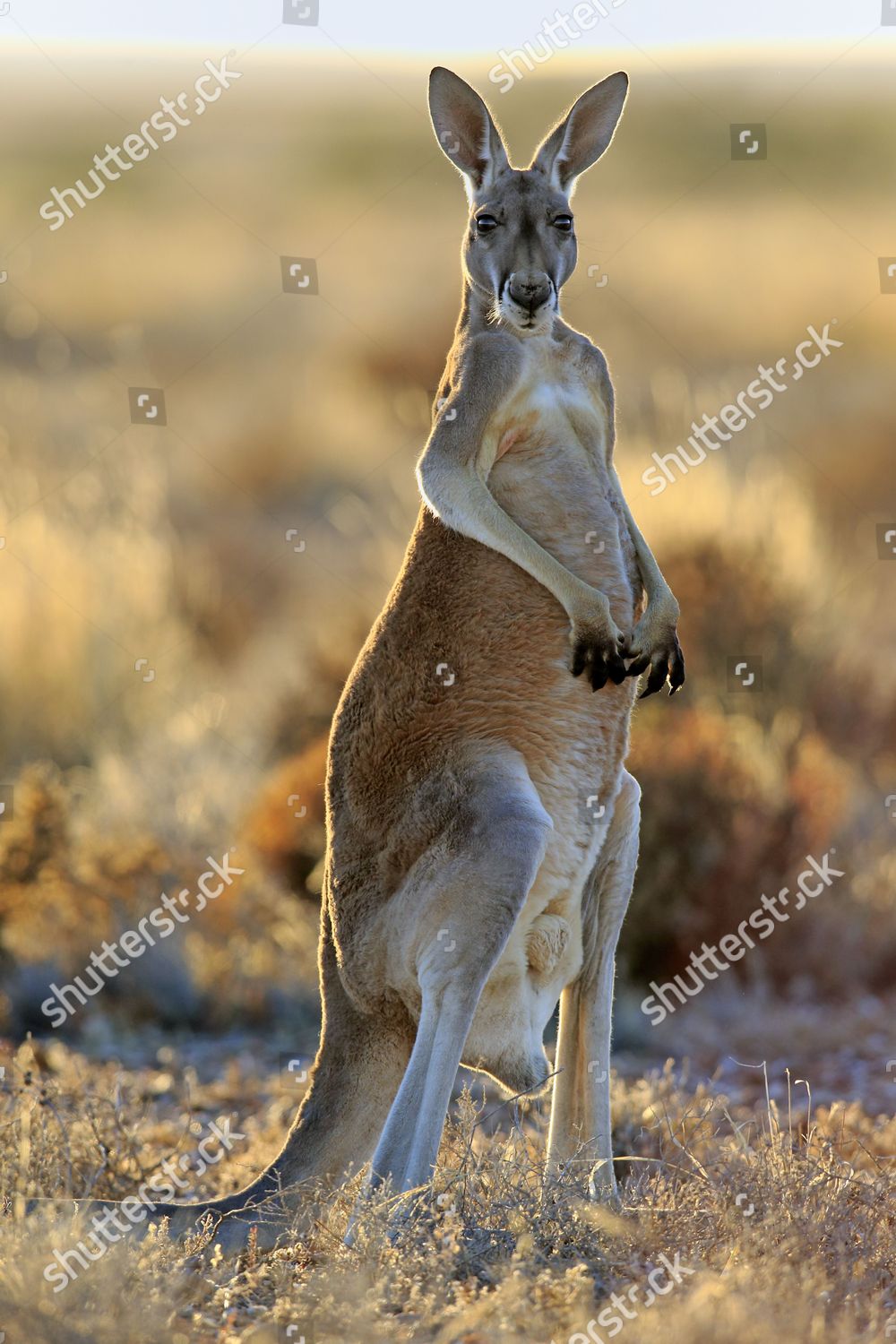 Red Kangaroo Macropus Rufus Adult Male Editorial Stock Photo - Stock ...