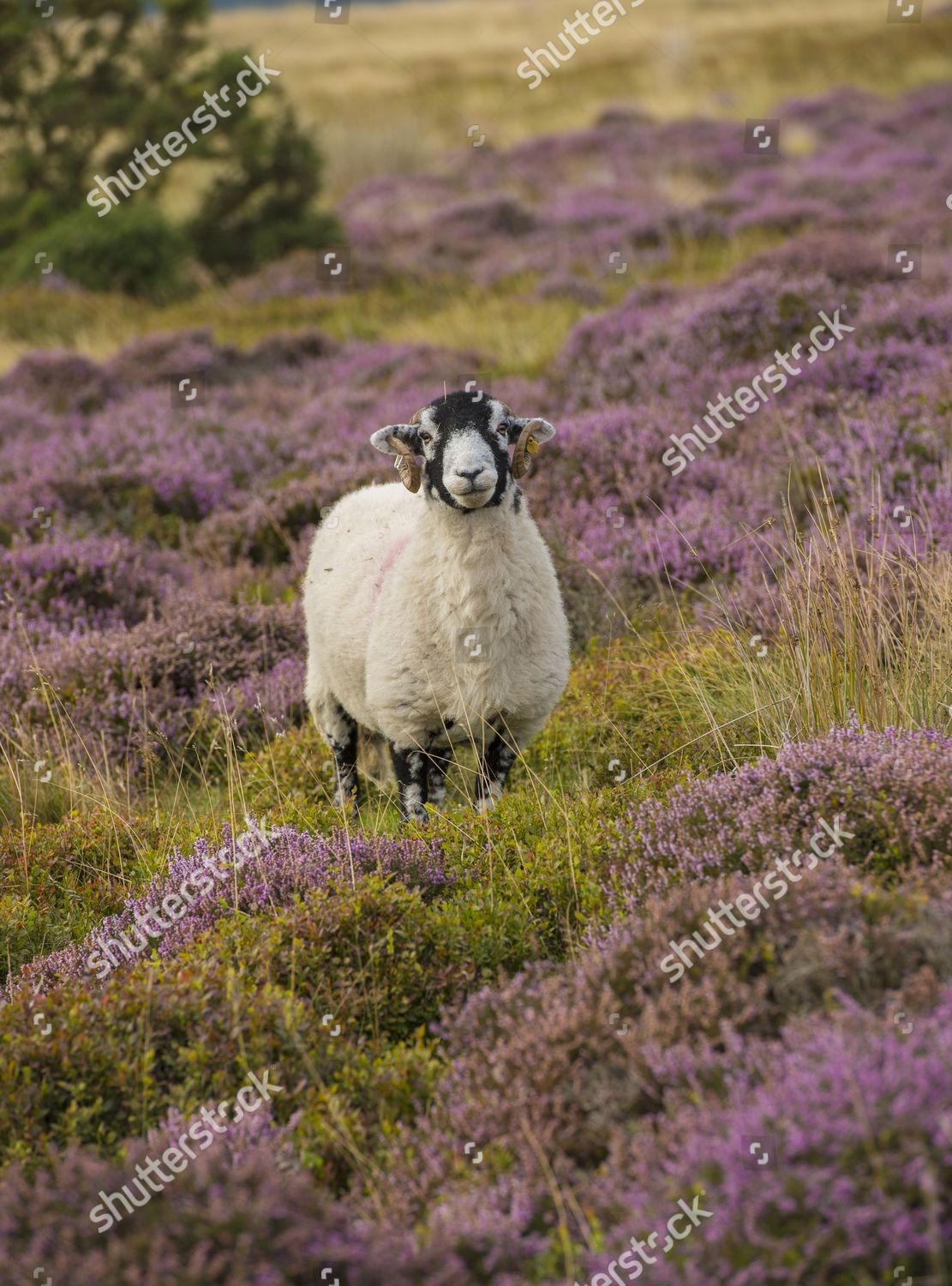 Domestic Sheep Swaledale Ewe Standing Amongst Editorial Stock Photo - Stock Image | Shutterstock