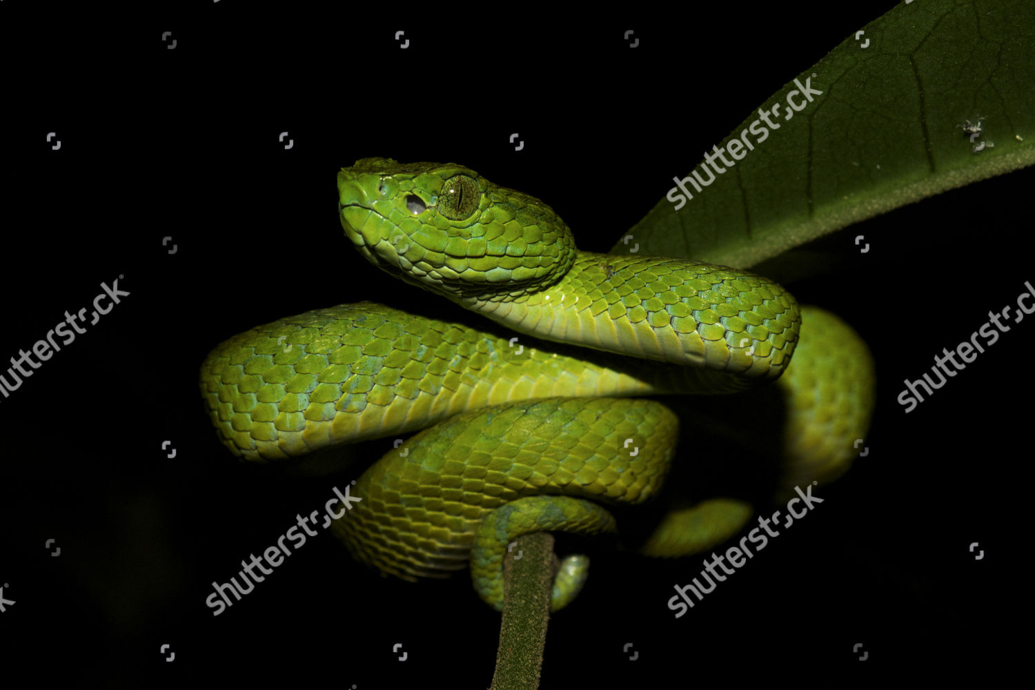 Honduran Palmpitviper Bothriechis Marchi Juvenile Coiled Editorial ...