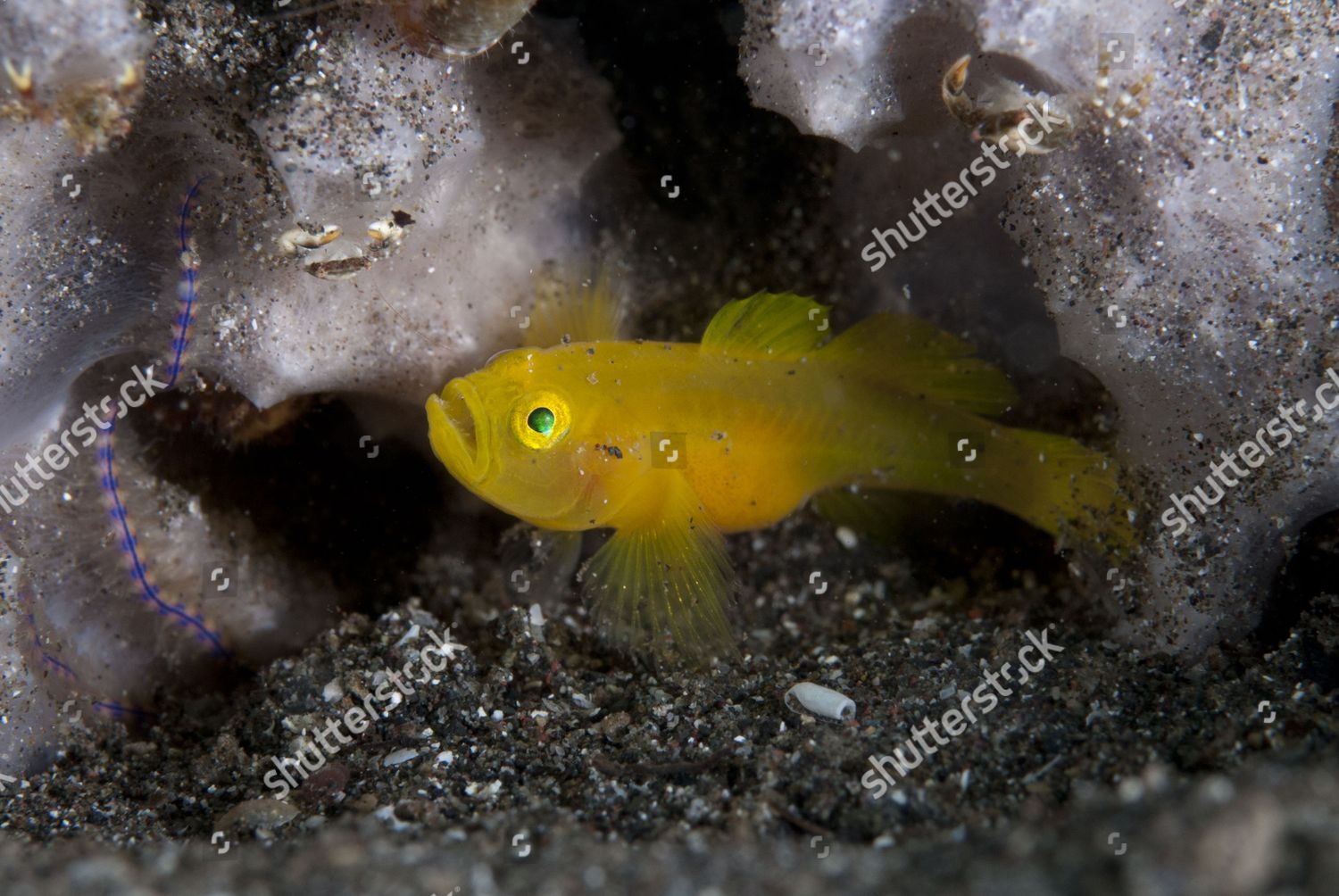 Ornate Slippery Goby Lubricogobius Ornatus Adult Editorial Stock Photo ...