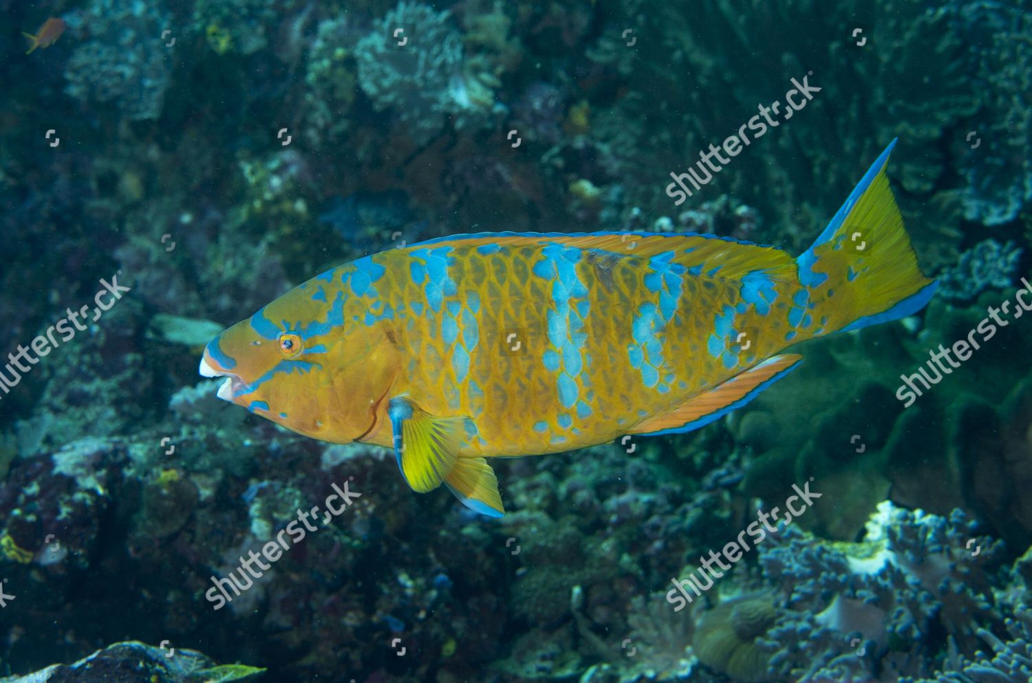 Bluebarred Parrotfish Scarus Ghobban Adult Female Editorial Stock Photo ...