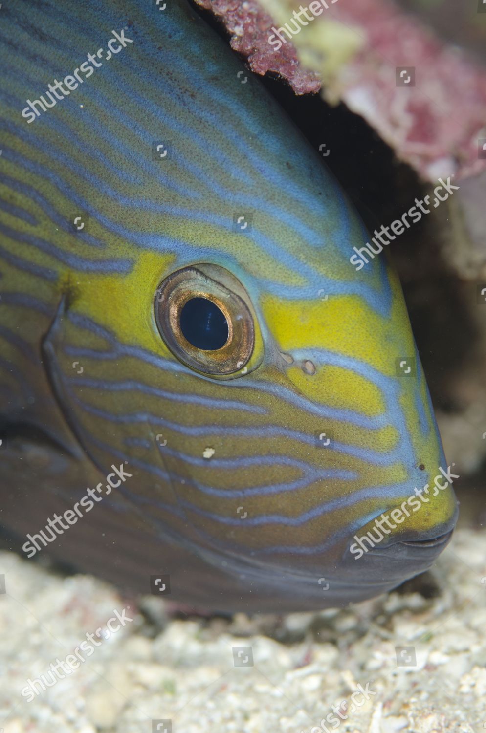 Elongate Surgeonfish Acanthurus Mata Adult Closeup Editorial Stock ...