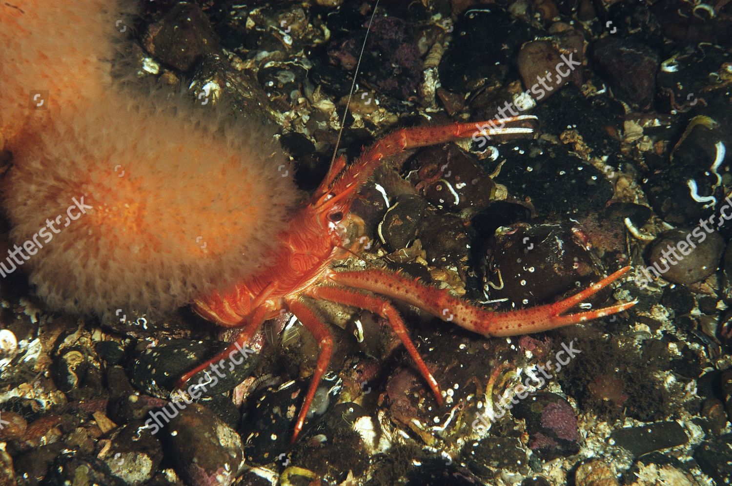 Longclawed Squat Lobster Munida Rugosa Adult Editorial Stock Photo ...