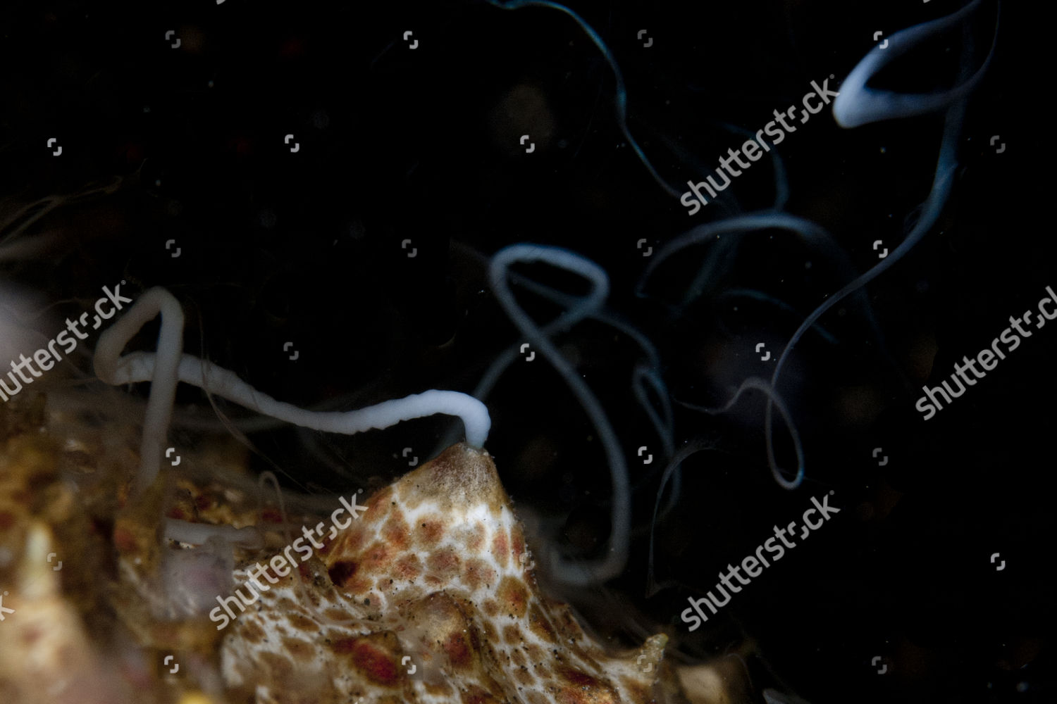 Amberfish Sea Cucumber Thelenota Anax Adult Editorial Stock Photo ...