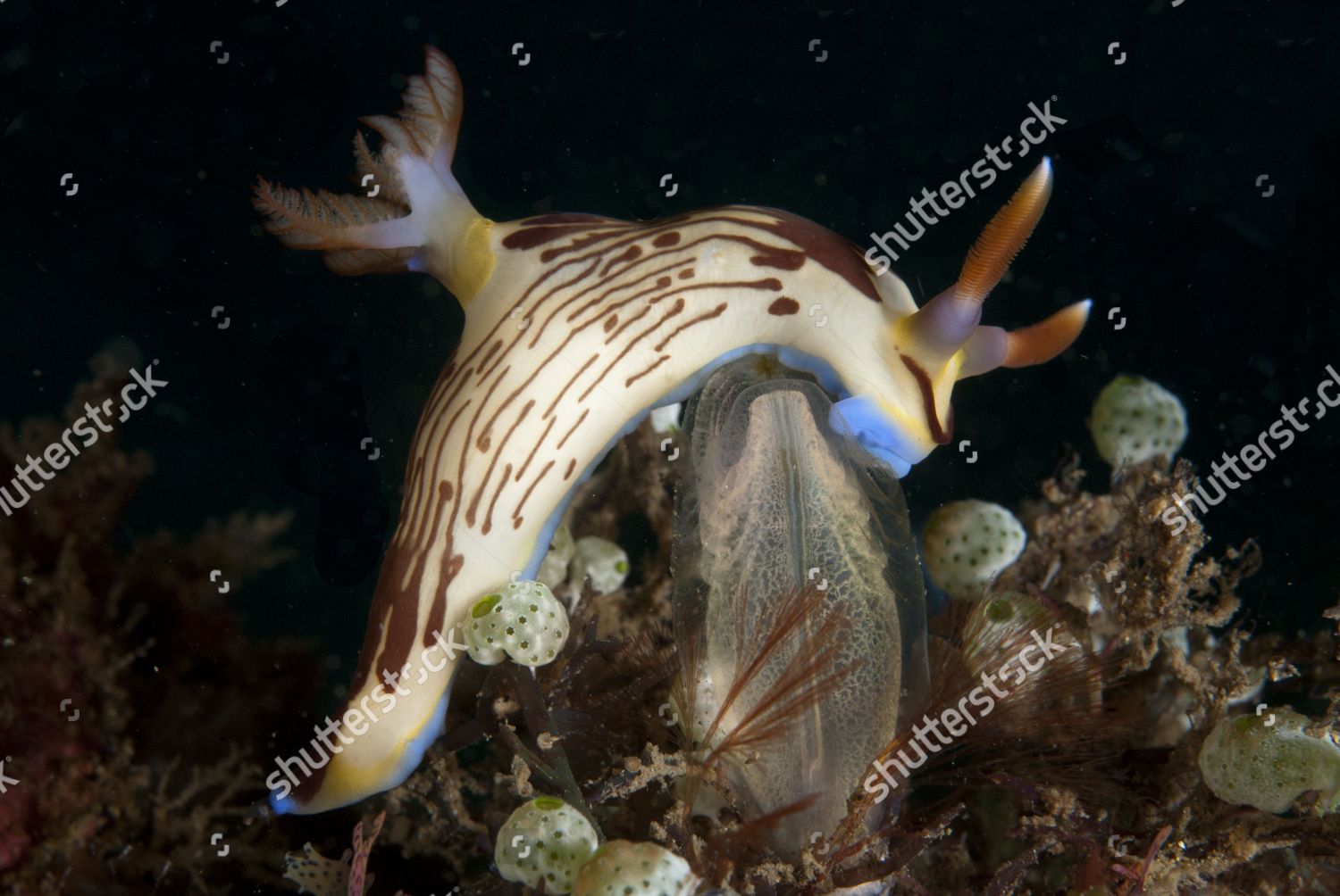 Lined Nembrotha Nudibranch Nembrotha Lineolata Adult Editorial Stock ...