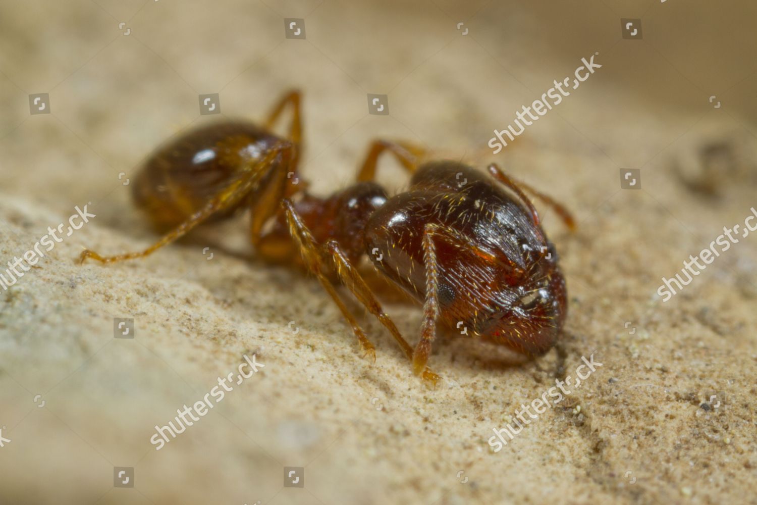 Mediterranean Dimorphic Ant Pheidole Pallidula Adult Editorial Stock ...