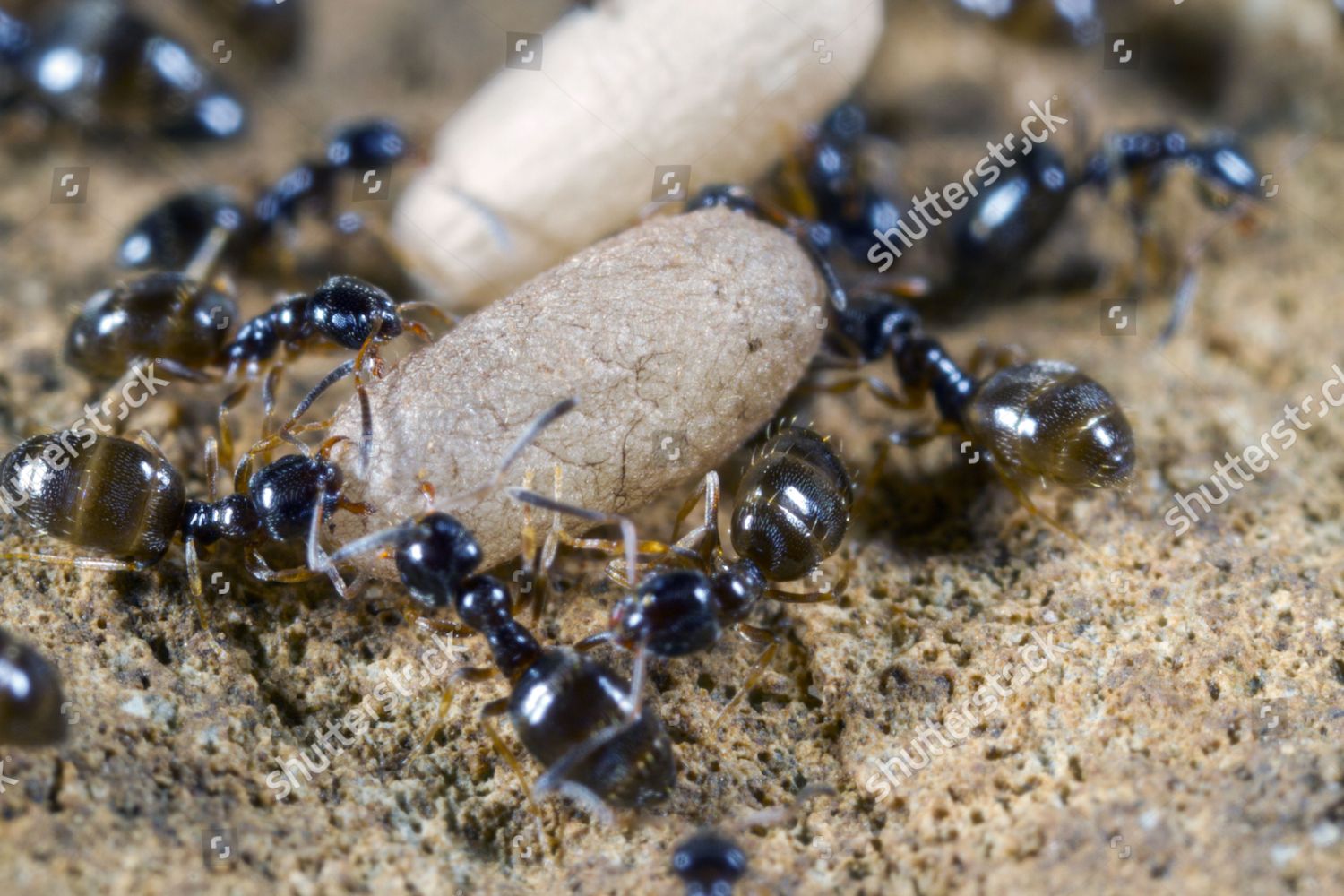 Ant Plagiolepis Pygmae Adults Workers Cocoons Editorial Stock Photo ...