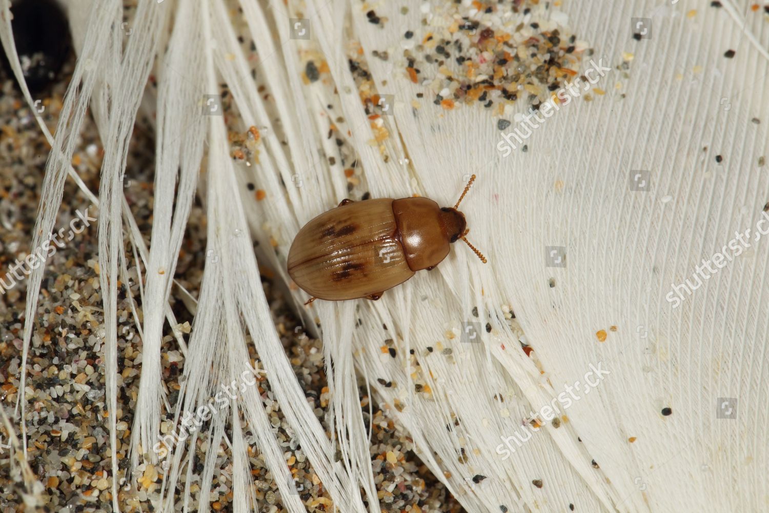 Strandline Beetle Phaleria Cadaverina Adult Amongst Editorial Stock ...