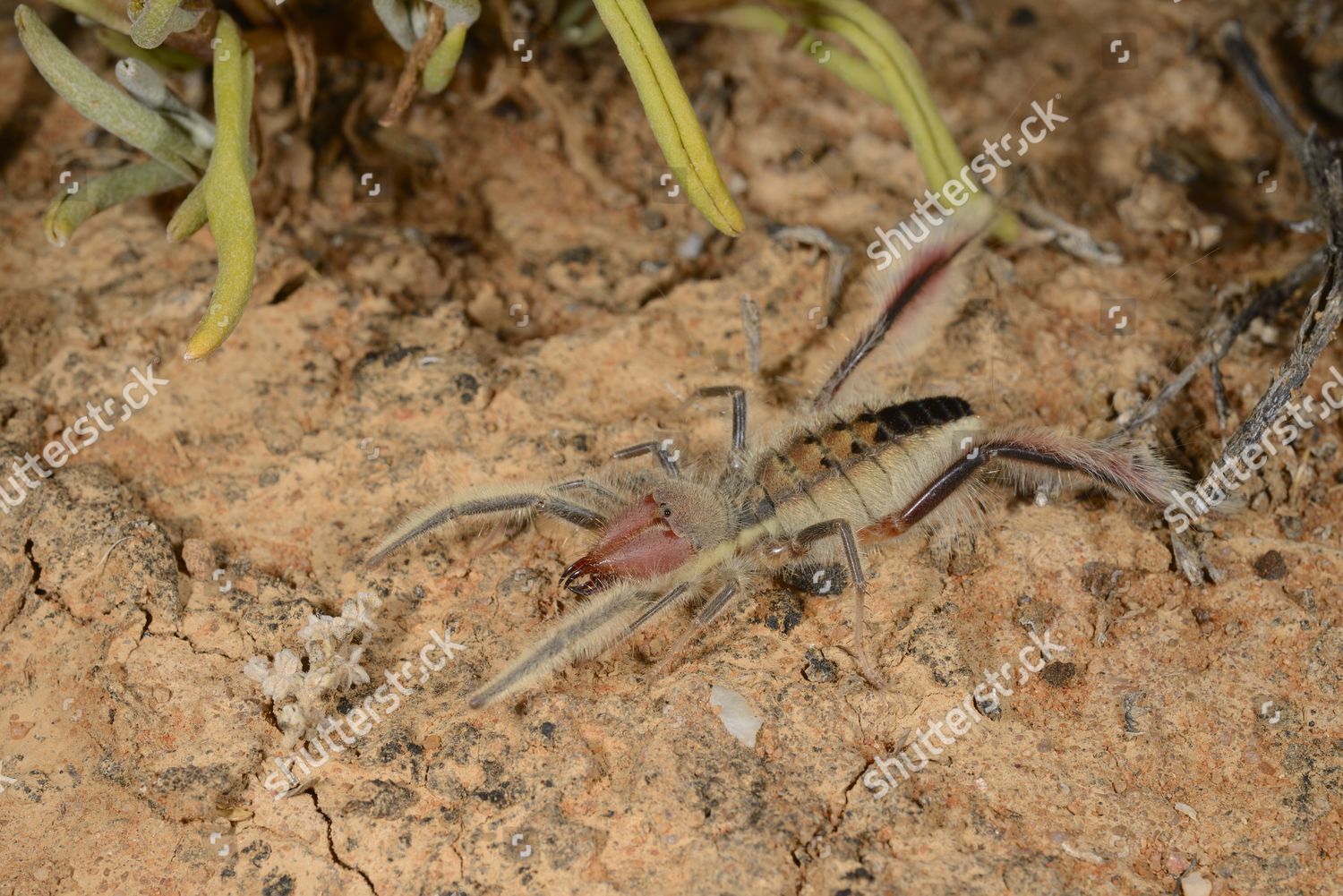 Sunspider Solpugella Sp Adult On Dry Editorial Stock Photo - Stock ...