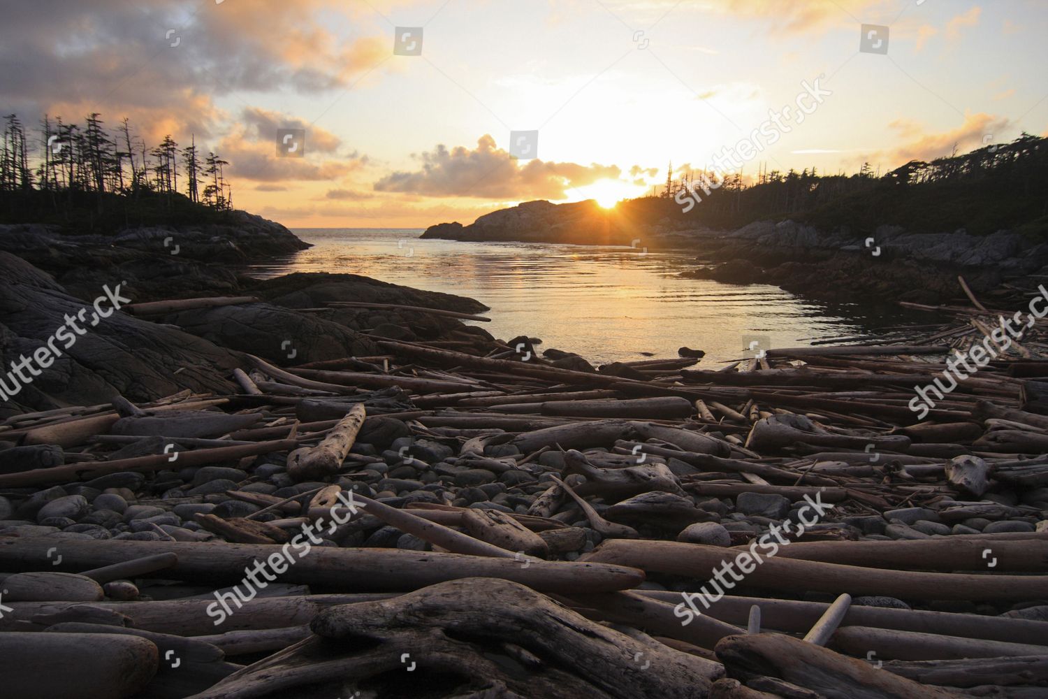 View Driftwood Beach Temperate Coastal Rainforest Editorial Stock Photo ...