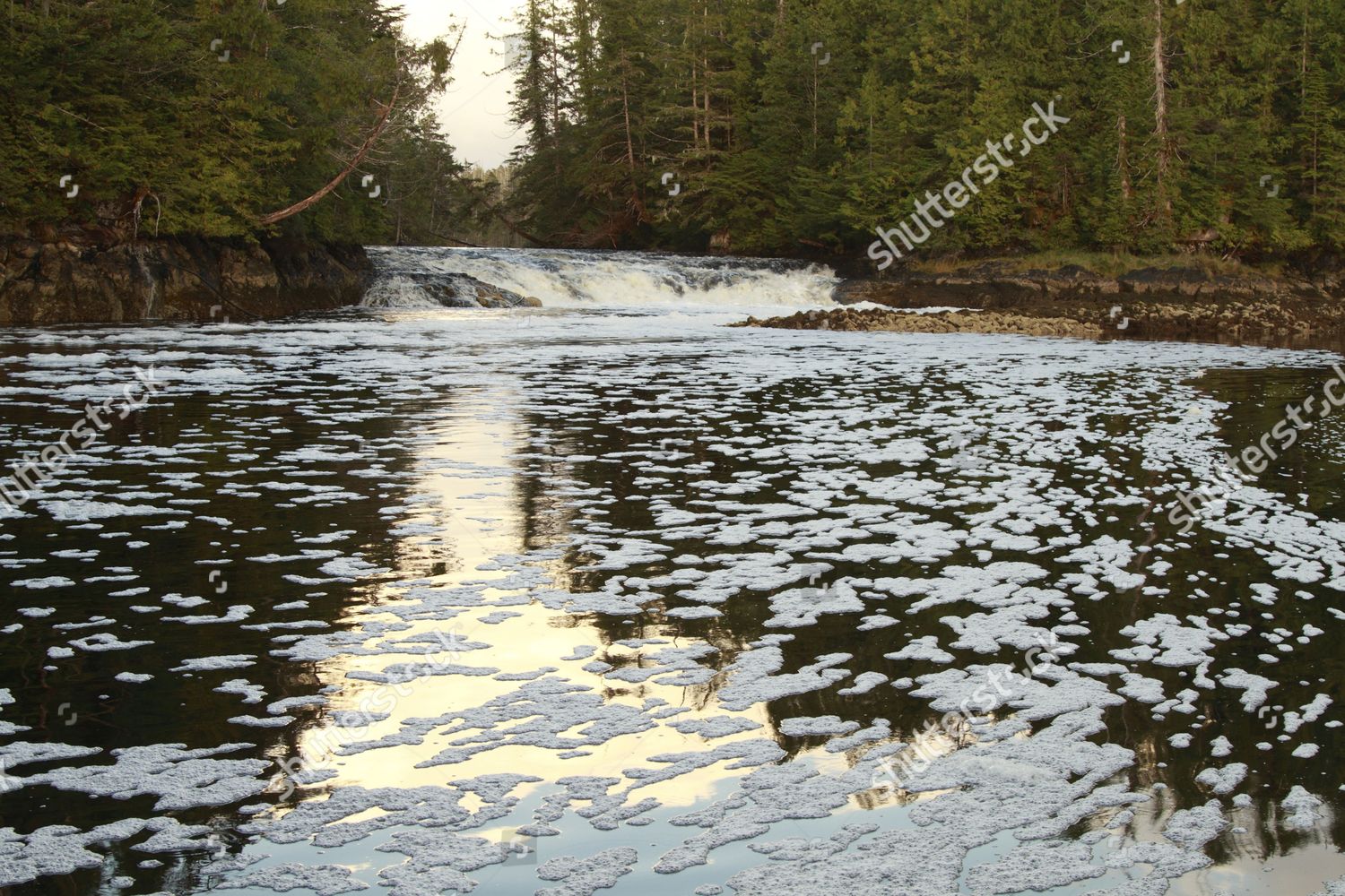 River Mouth Flood Temperate Coastal Rainforest Editorial Stock Photo ...