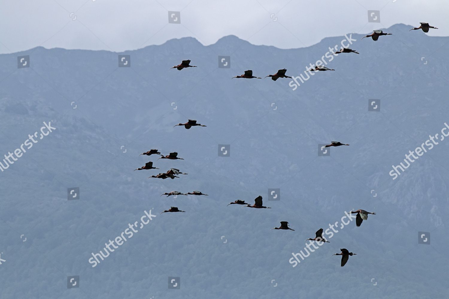 Glossy Ibis Flock Flight Near Lake Editorial Stock Photo - Stock Image ...
