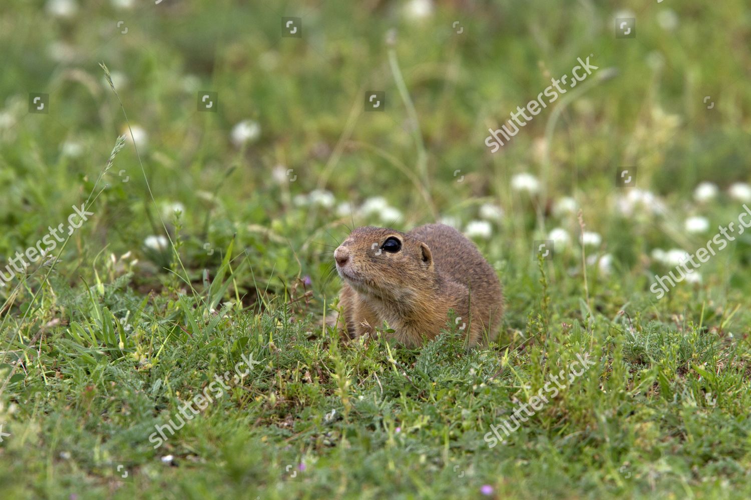 European Suslik Bulgaria Editorial Stock Photo - Stock Image | Shutterstock