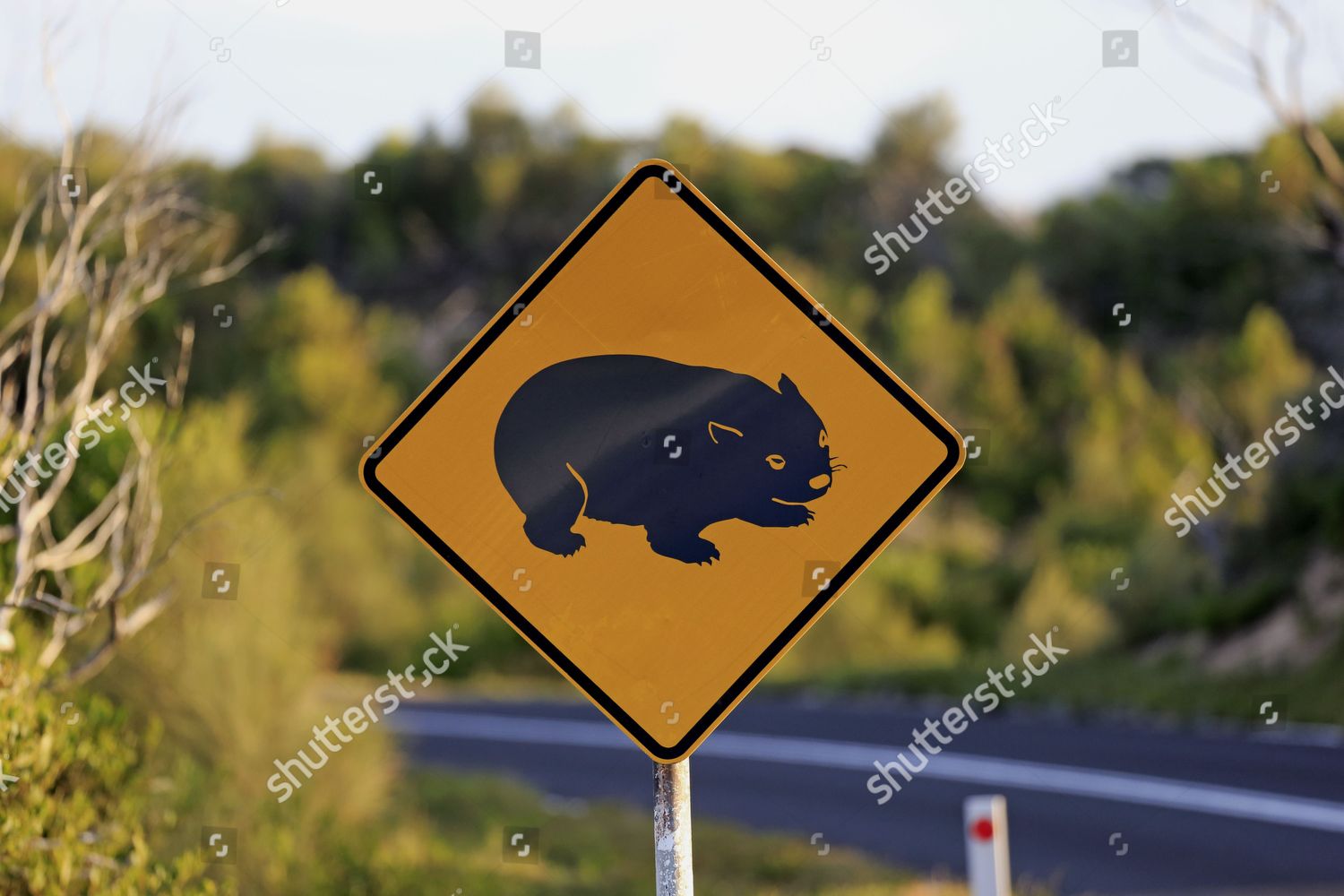 Wombat Crossing Road Sign Wilsons Promontory Editorial Stock Photo ...