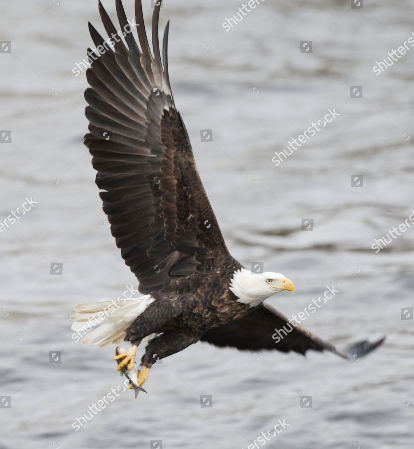 Bald Eagle Catches Fish Editorial Stock Photo - Stock Image | Shutterstock