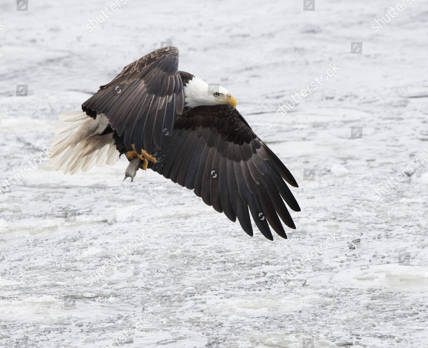 Bald Eagle Catches Fish Editorial Stock Photo - Stock Image | Shutterstock