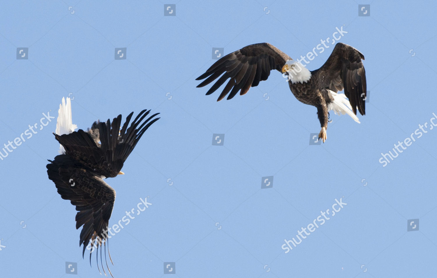 Bald Eagles Fight Over Fish Editorial Stock Photo - Stock Image ...