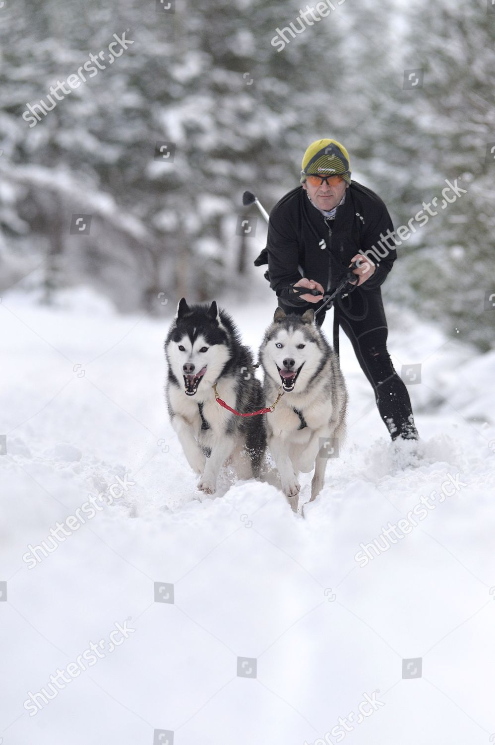 Karl Binns His Huskies Hux Bowie Editorial Stock Photo - Stock Image ...