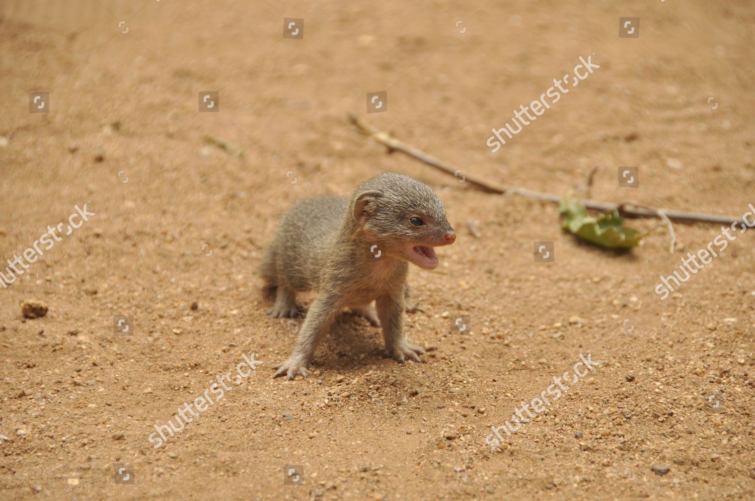 Mongoose Baby Herpestes Sanguineus Five Weeks Editorial Stock Photo ...