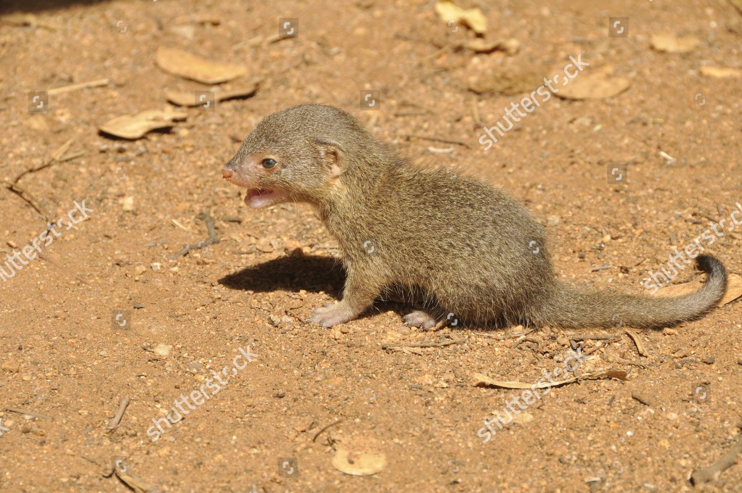 Mongoose Baby Herpestes Sanguineus Five Weeks Editorial Stock Photo ...