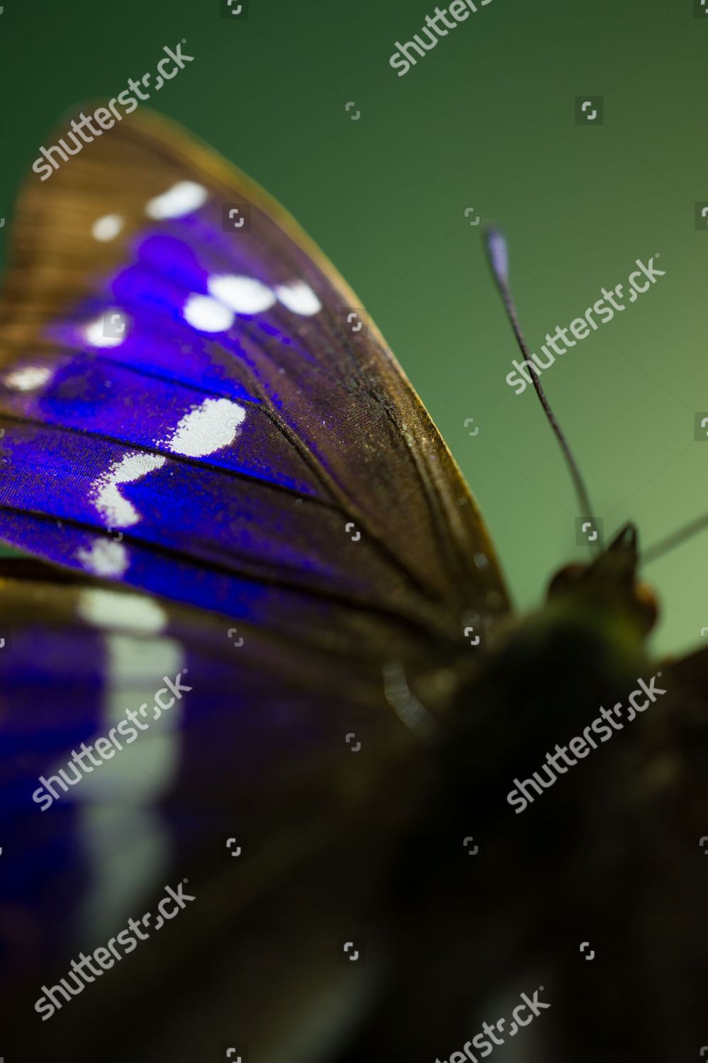 IRIDESCENCE ON PURPLE EMPEROR BUTTERFLY'S WINGS Editorial Stock Photo ...