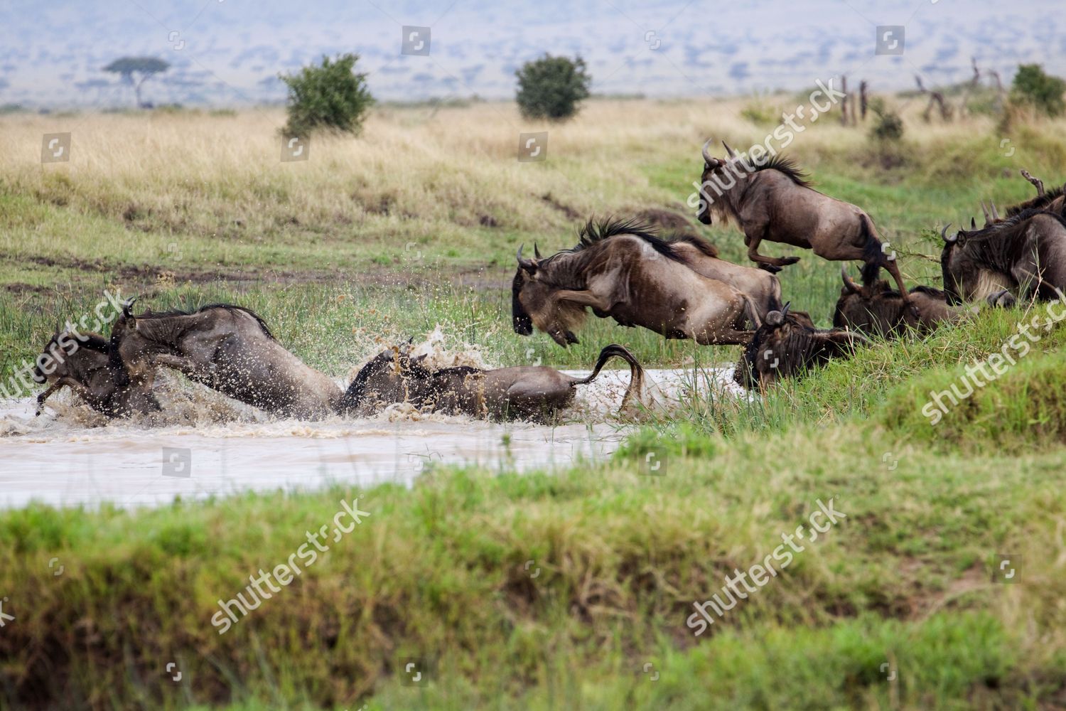 Wildebeest Crossing River During Great Migration Editorial Stock Photo ...