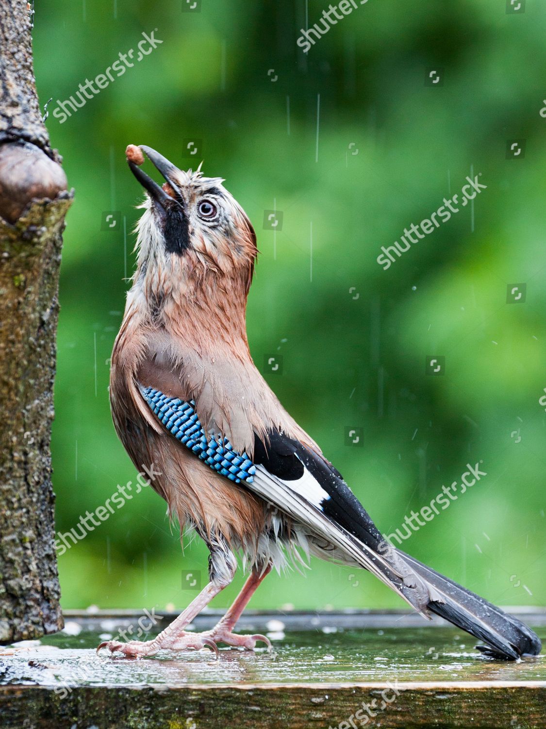 Blue Jay Feeding Rain Wales Editorial Stock Photo - Stock Image ...