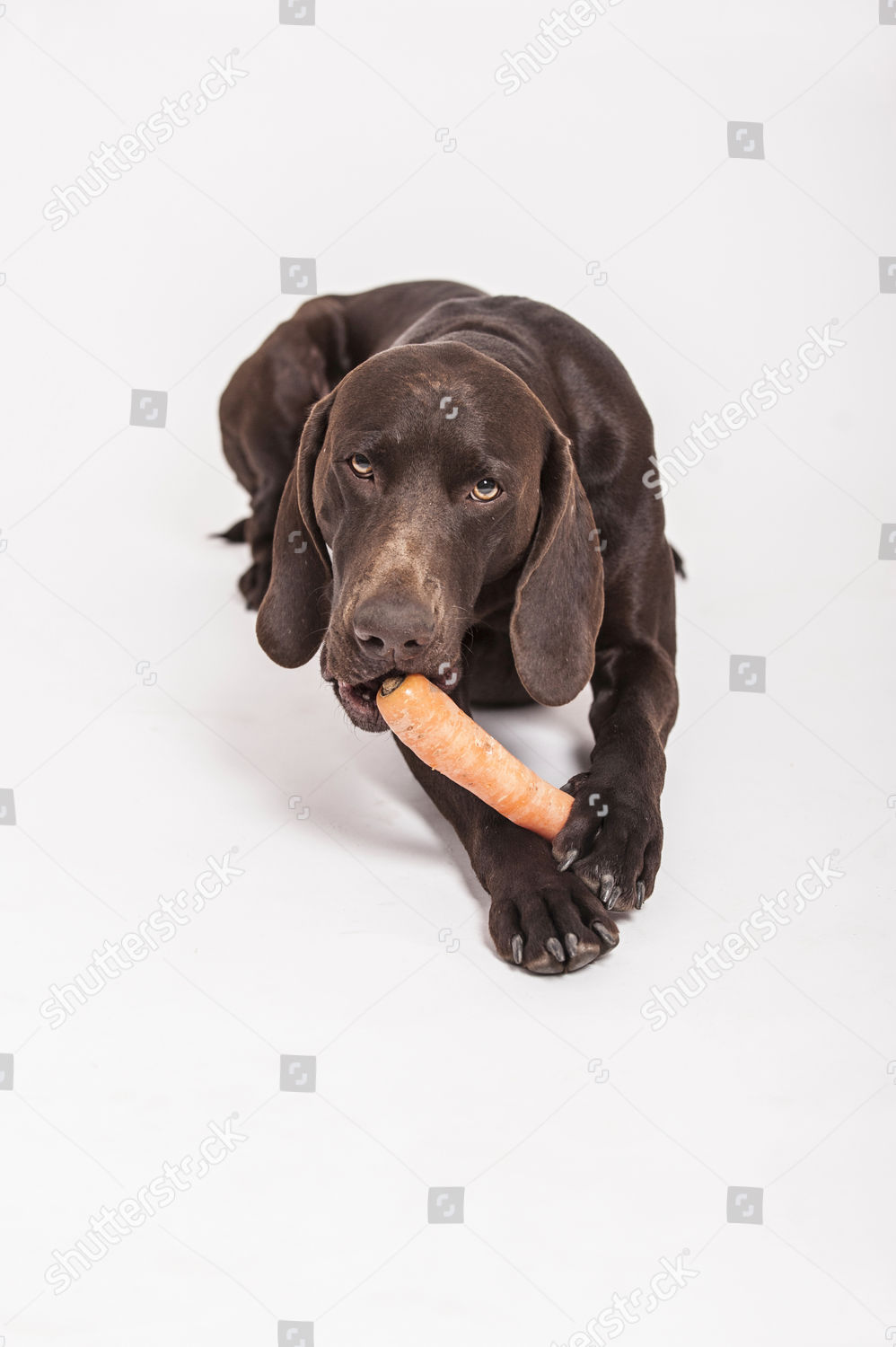 German Shorthaired Pointer Chewing Carrot Editorial Stock Photo - Stock ...