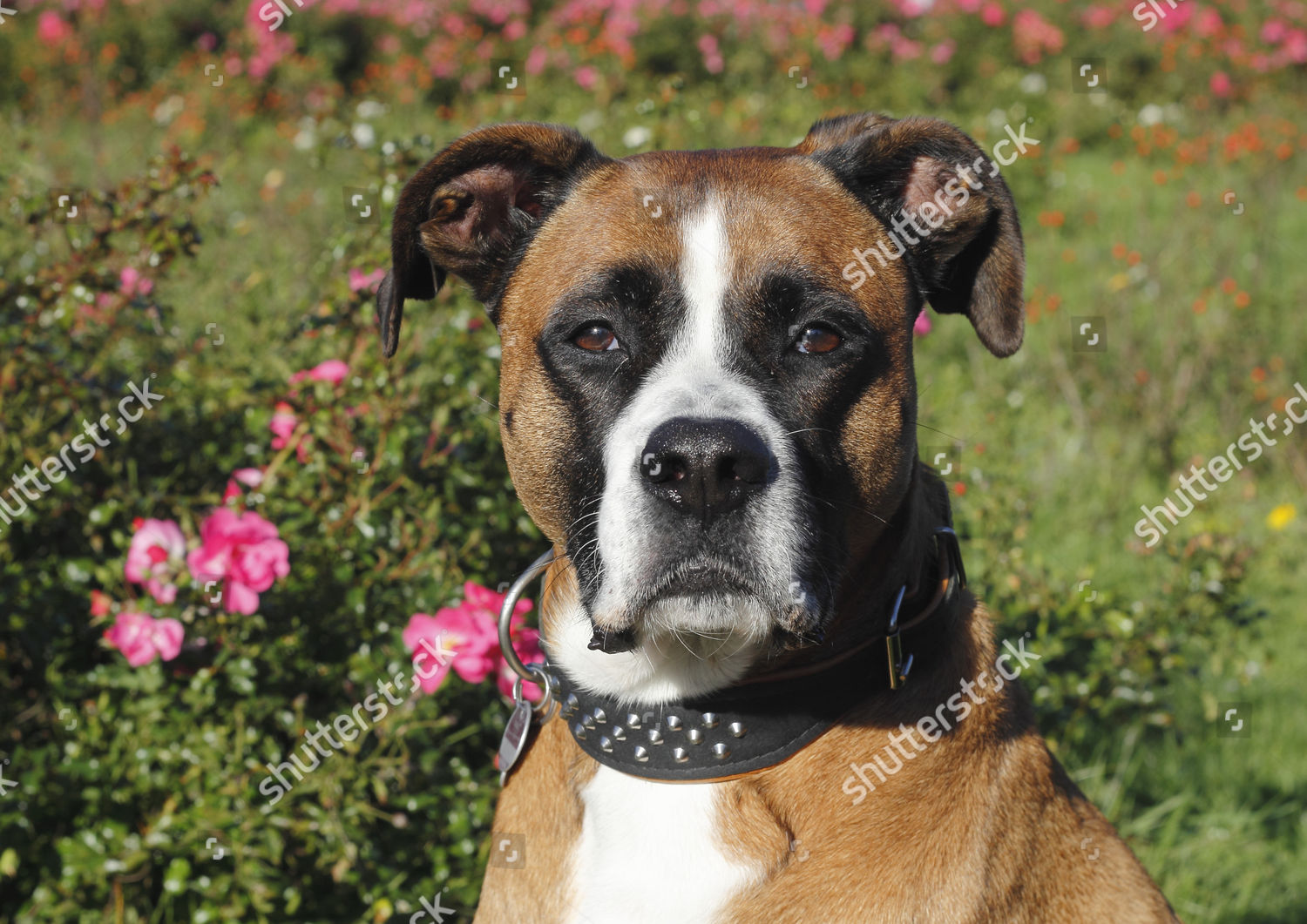 Boxer Mix Dog Editorial Stock Photo - Stock Image | Shutterstock