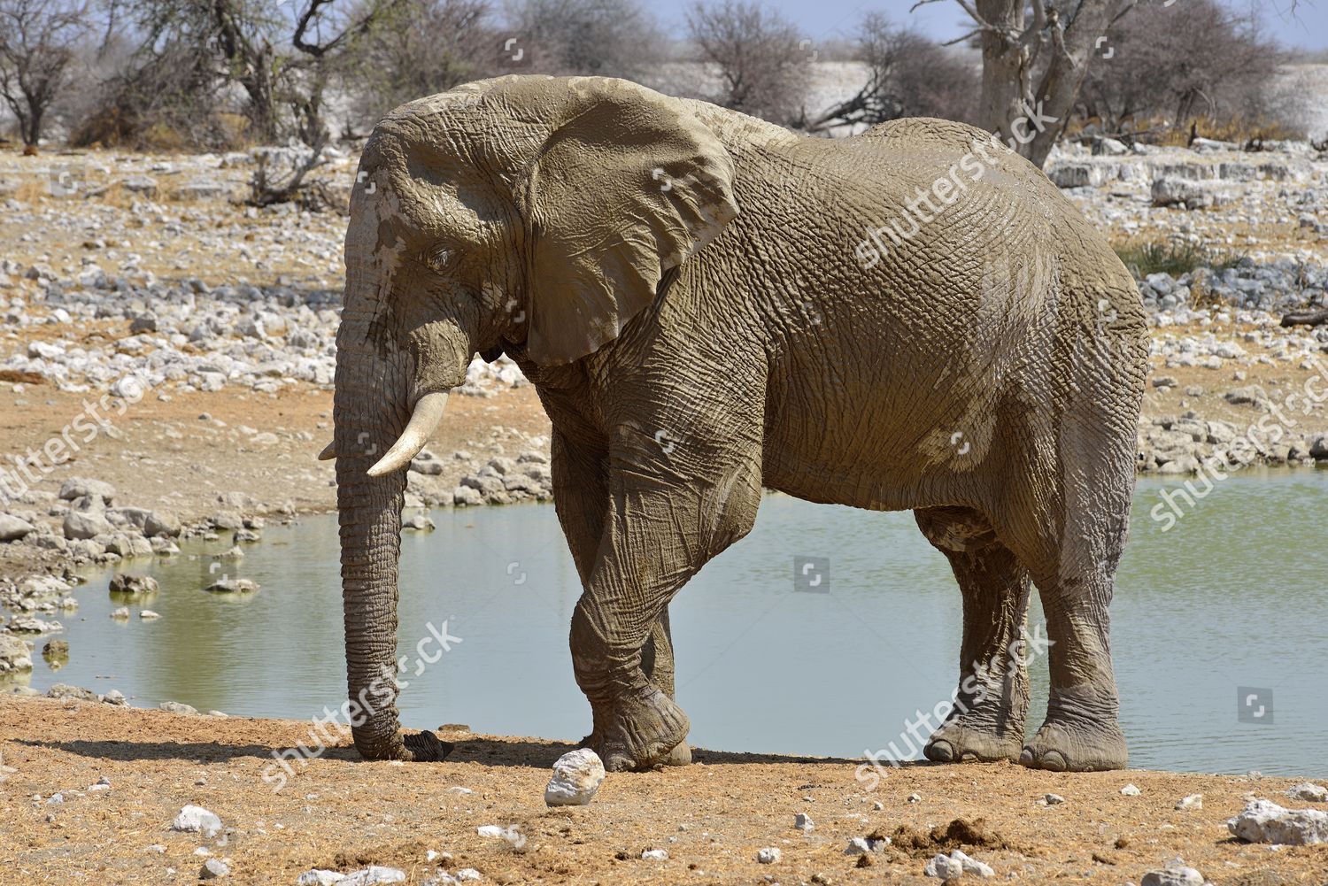 African Elephant Loxodonta Africana Old Sleeping Editorial Stock Photo - Stock Image | Shutterstock
