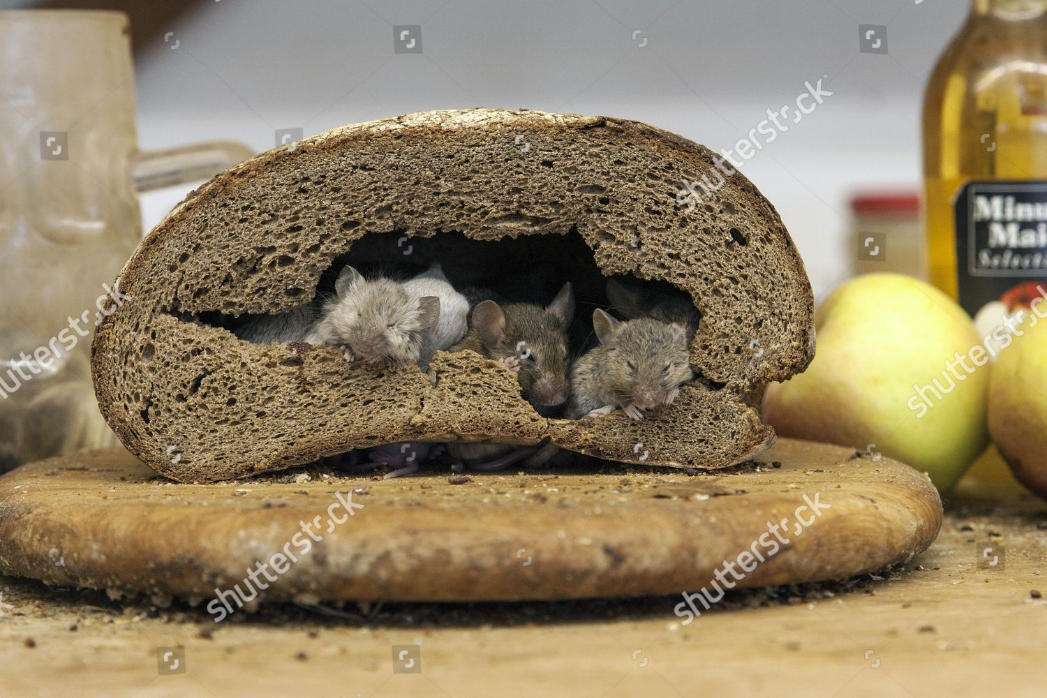 Mice Inside Bread Loaf Mouse Family Editorial Stock Photo - Stock Image ...