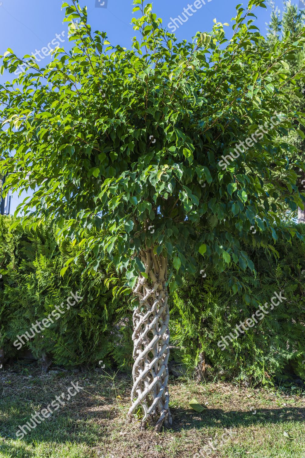 Weeping Fig Ficus Benjamina Braided Trunks Editorial Stock Photo ...