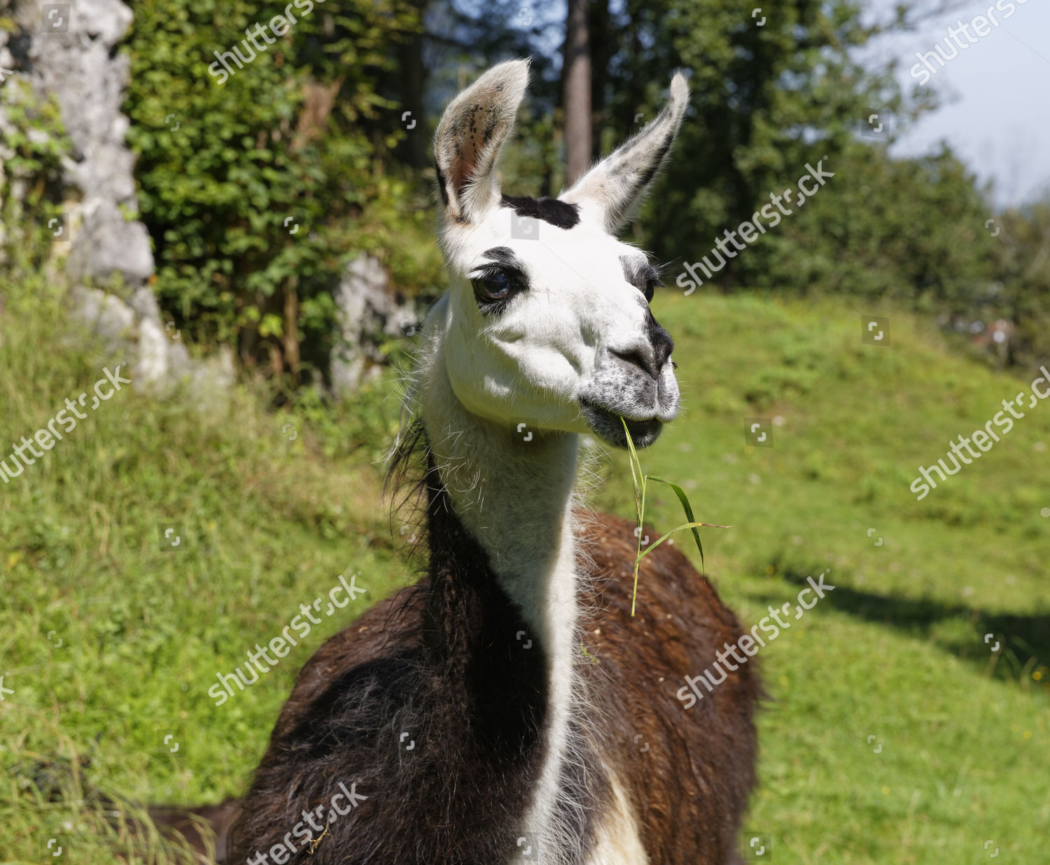 Llama Lama Glama Oberaudorf Upper Bavaria Editorial Stock Photo - Stock ...