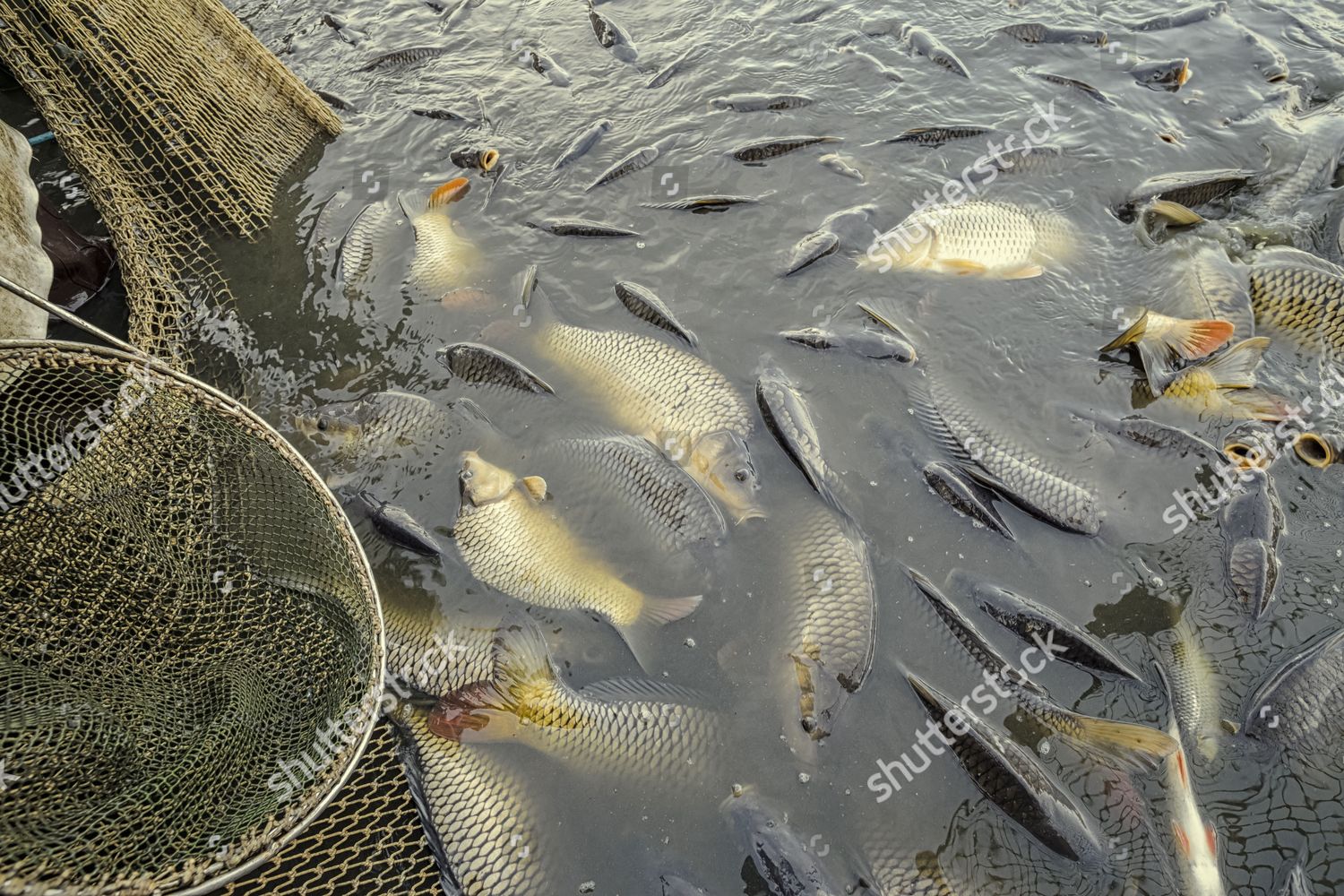 Breeding Carp Fish Drying Waldviertel Lower Editorial Stock Photo ...