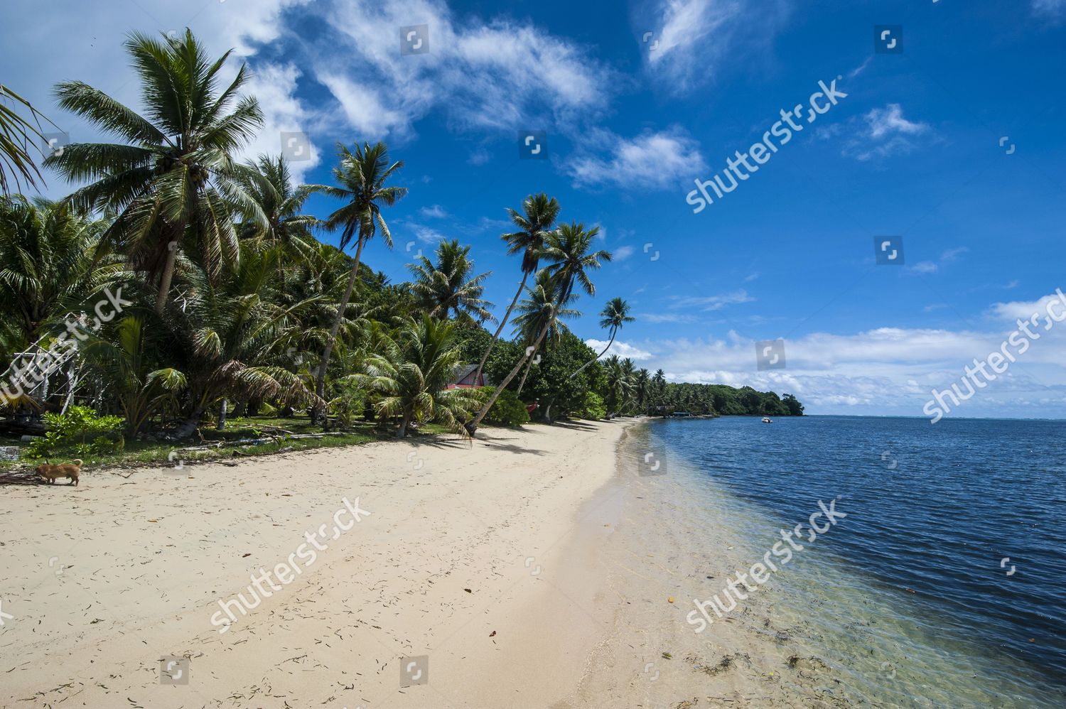 White Sand Beach Palm Trees Yap Editorial Stock Photo - Stock Image ...