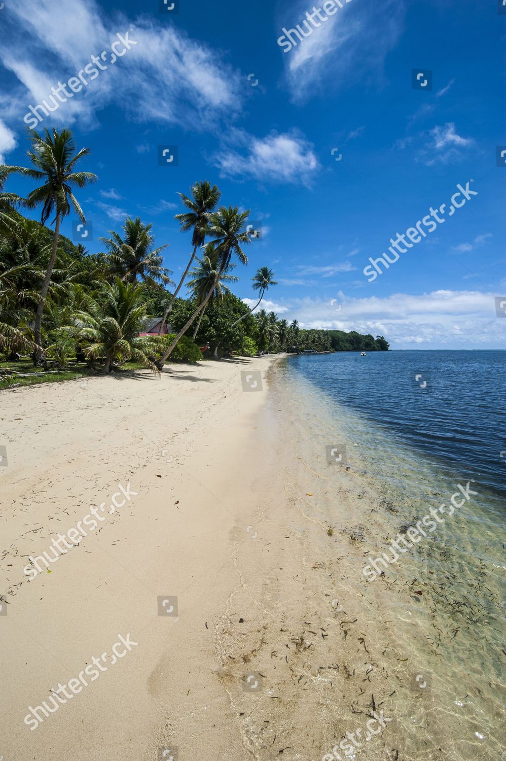 White Sand Beach Palm Trees Yap Editorial Stock Photo - Stock Image ...