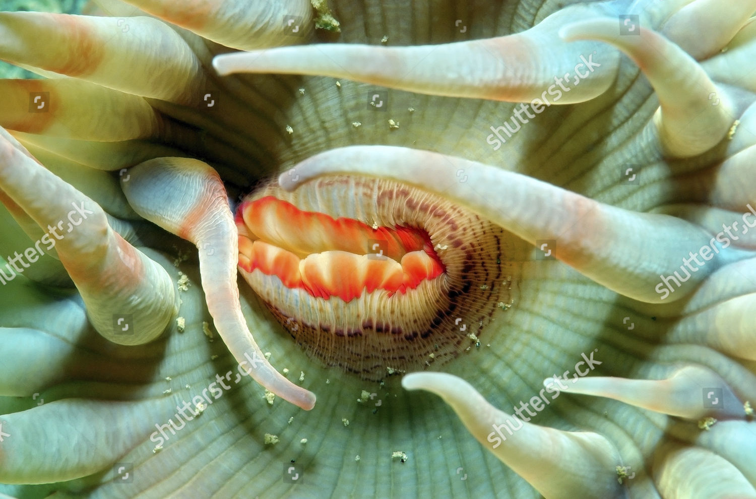 Spotted Swimming Anemone Stomphia Coccinea White Editorial Stock Photo ...