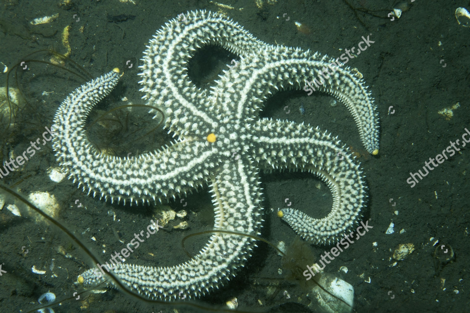 Distolasterias Nippon Starfish Sea Japan Primorsky Editorial Stock ...