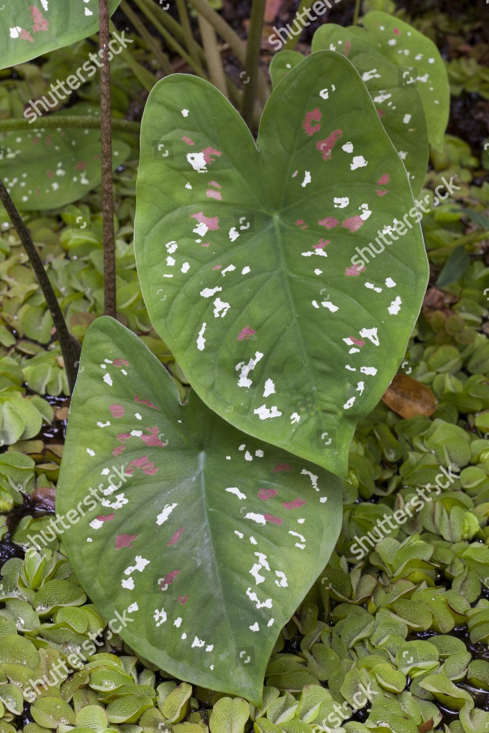 Elephant Ear Caladium Bicolor Native Amazon Editorial Stock Photo ...