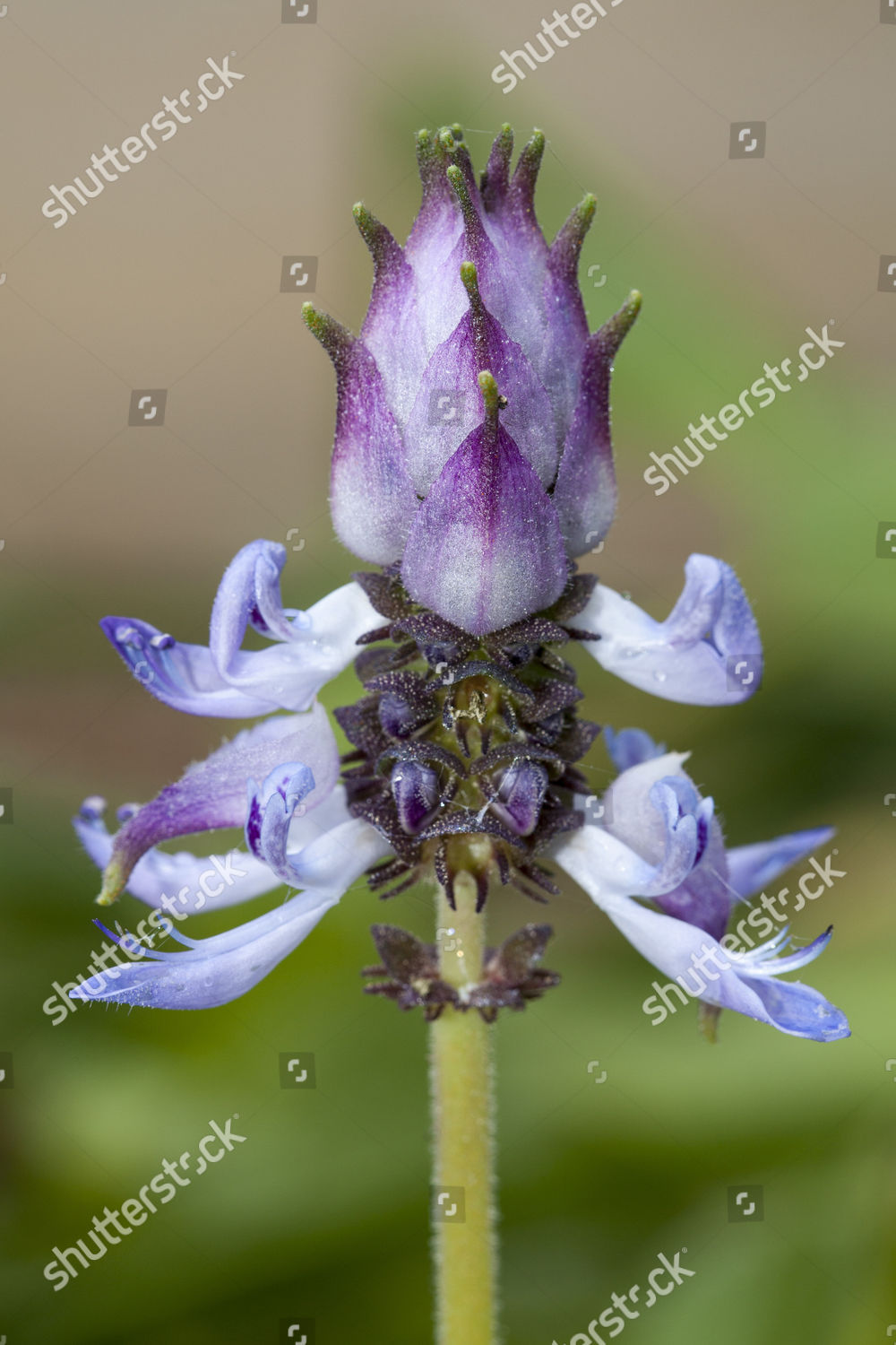 Coleus Arabicus Bloom Coleus Arabicus Lamiaceae Editorial Stock Photo ...