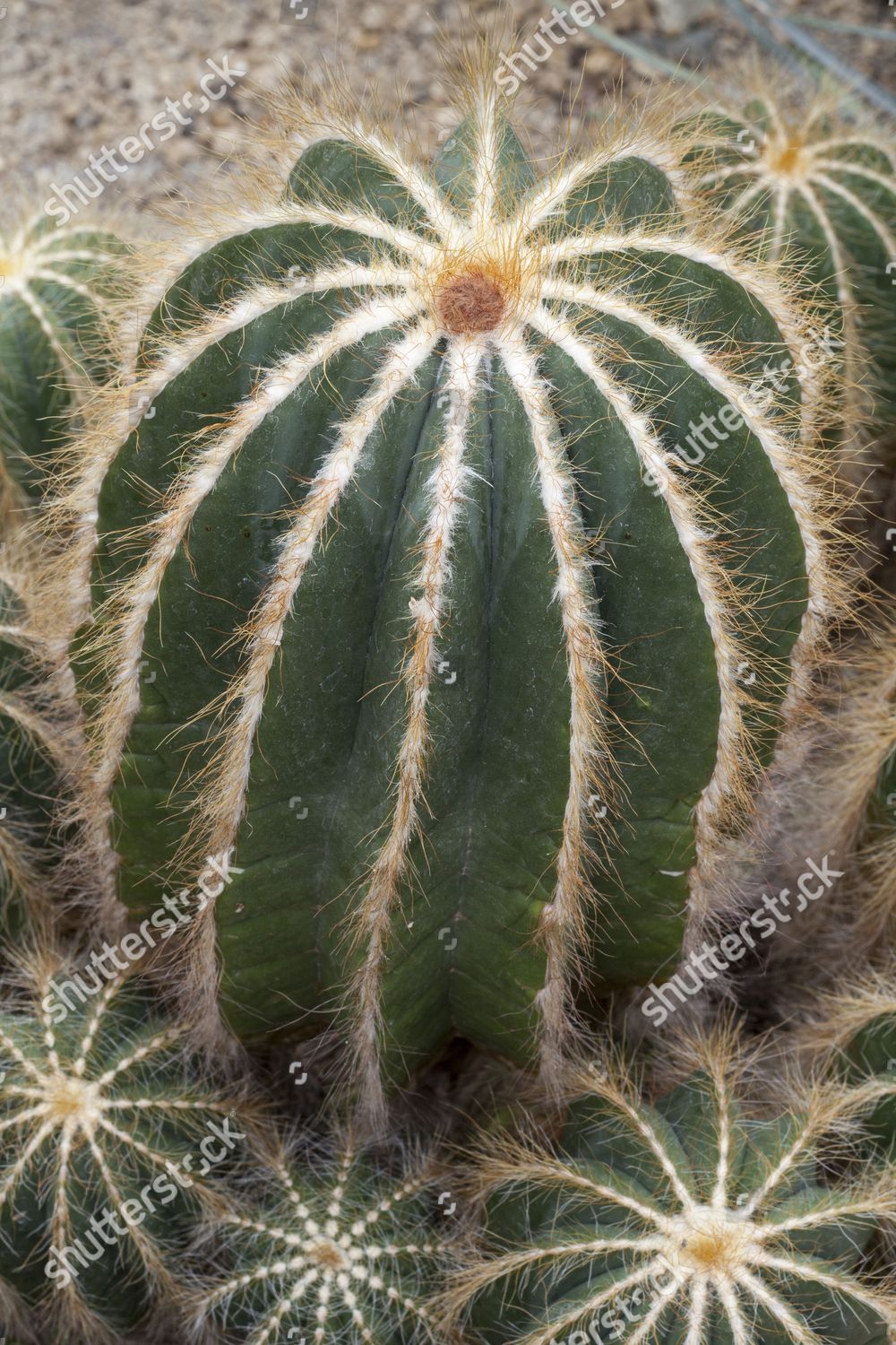 Cacti Parodia Magnifica Syn Notocactus Magnificus Editorial Stock Photo ...