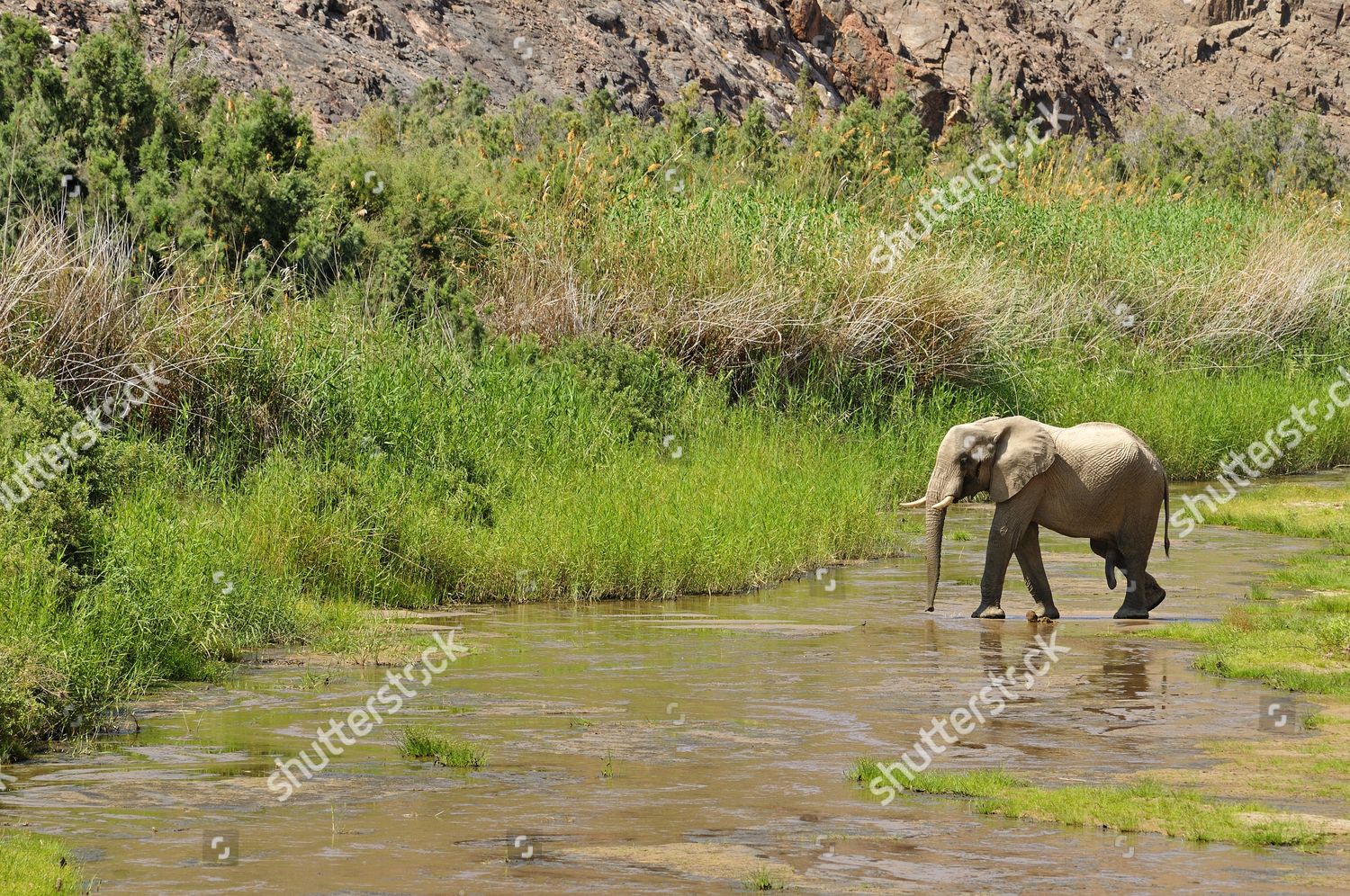 Rare Namibian Desert Elephant Loxodonta Africana Editorial Stock Photo ...