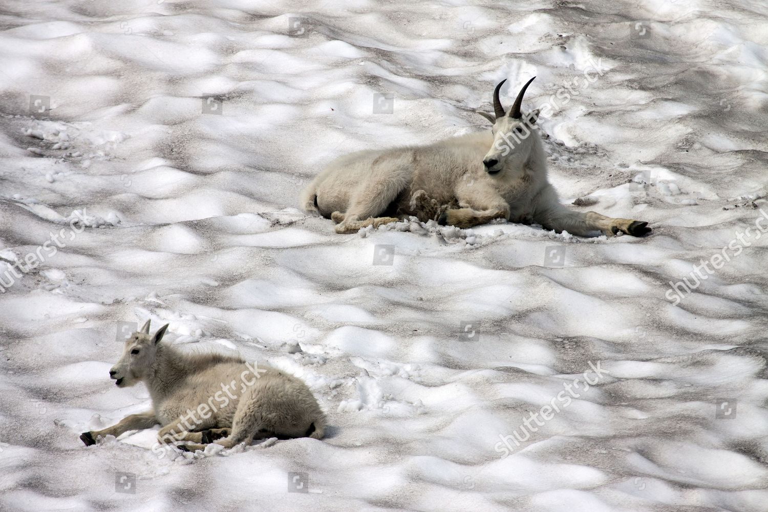 Mountain Goats Oreamnos Americanus On Snow Editorial Stock Photo ...