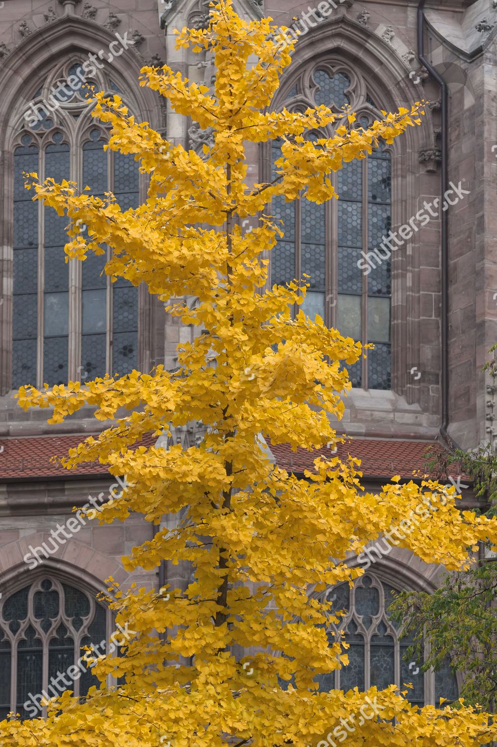 Golden Yellow Autumn Color Ginkgo Tree Editorial Stock Photo - Stock ...